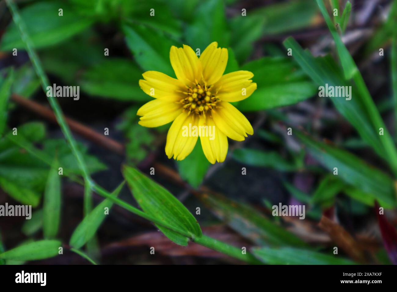 Wedelia chinensis plant in bloom close up Stock Photo - Alamy