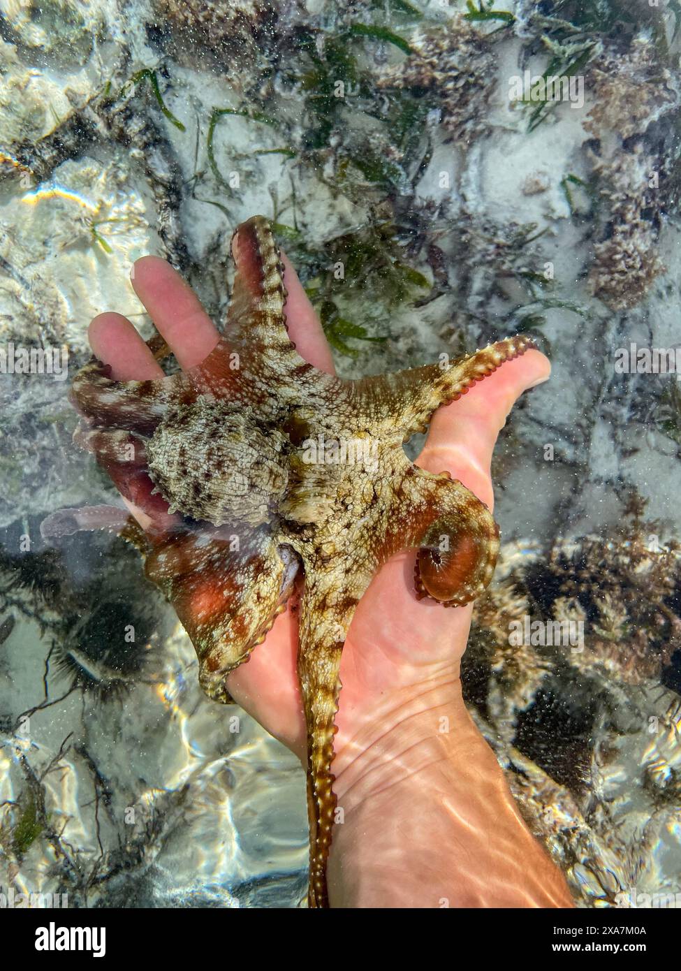 Seabed starfish hi-res stock photography and images - Alamy