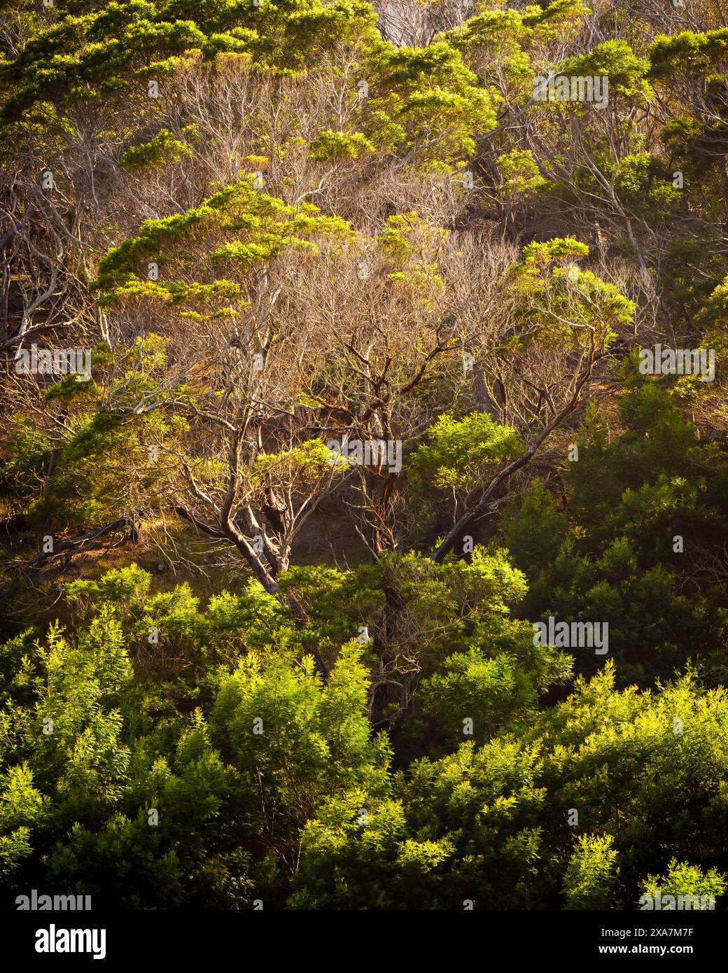 Madeira Jungle, Madeira, Portugal Stock Photo - Alamy