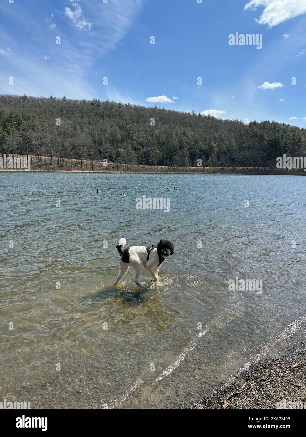 A playful dog splashing in water near trees Stock Photo - Alamy
