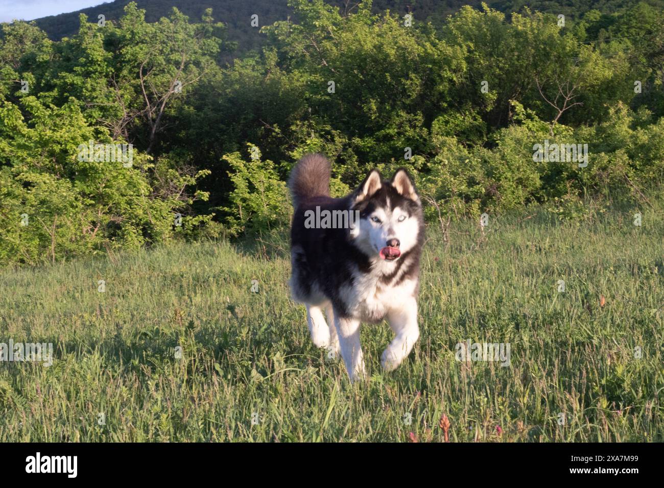 A husky dog sprinting across green grass with tongue out Stock Photo ...