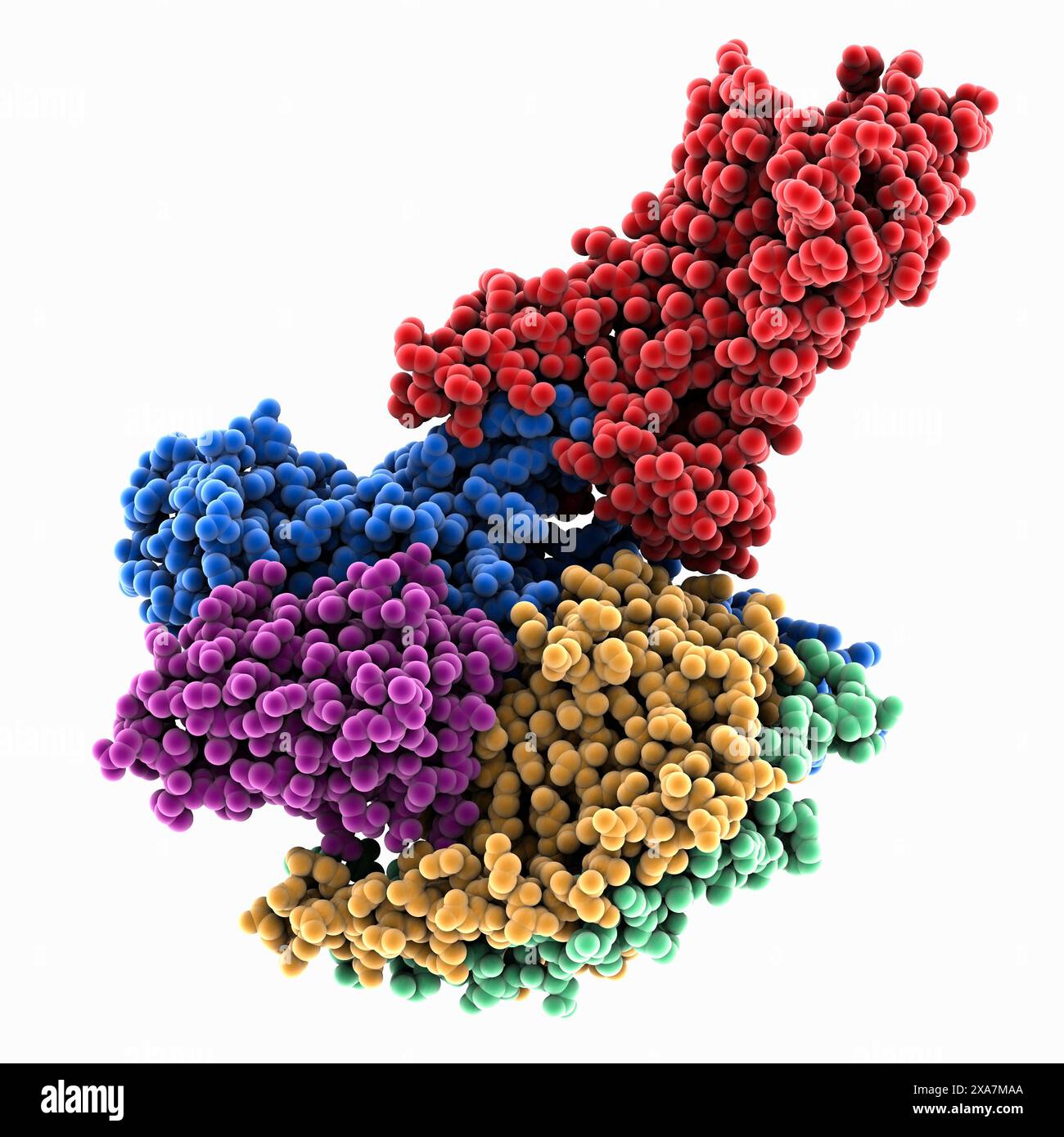 Molecular model of the human olfactory receptor 51E2 complex with the ...