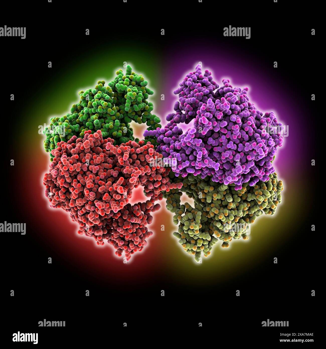 Molecular model of human mitochondrial pyruvate carboxylase without BC ...