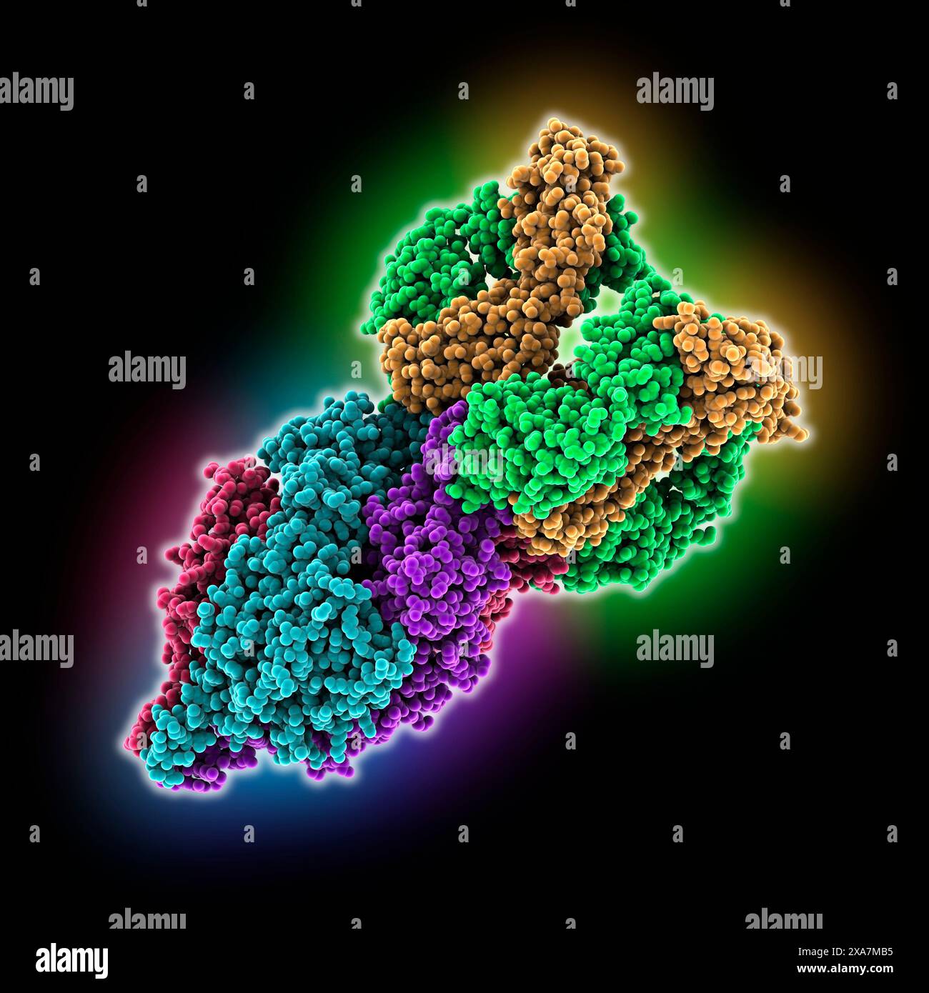 Molecular model of the respiratory syncytial virus A2 (RSV) trimeric fusion glycoprotein (cyan ...