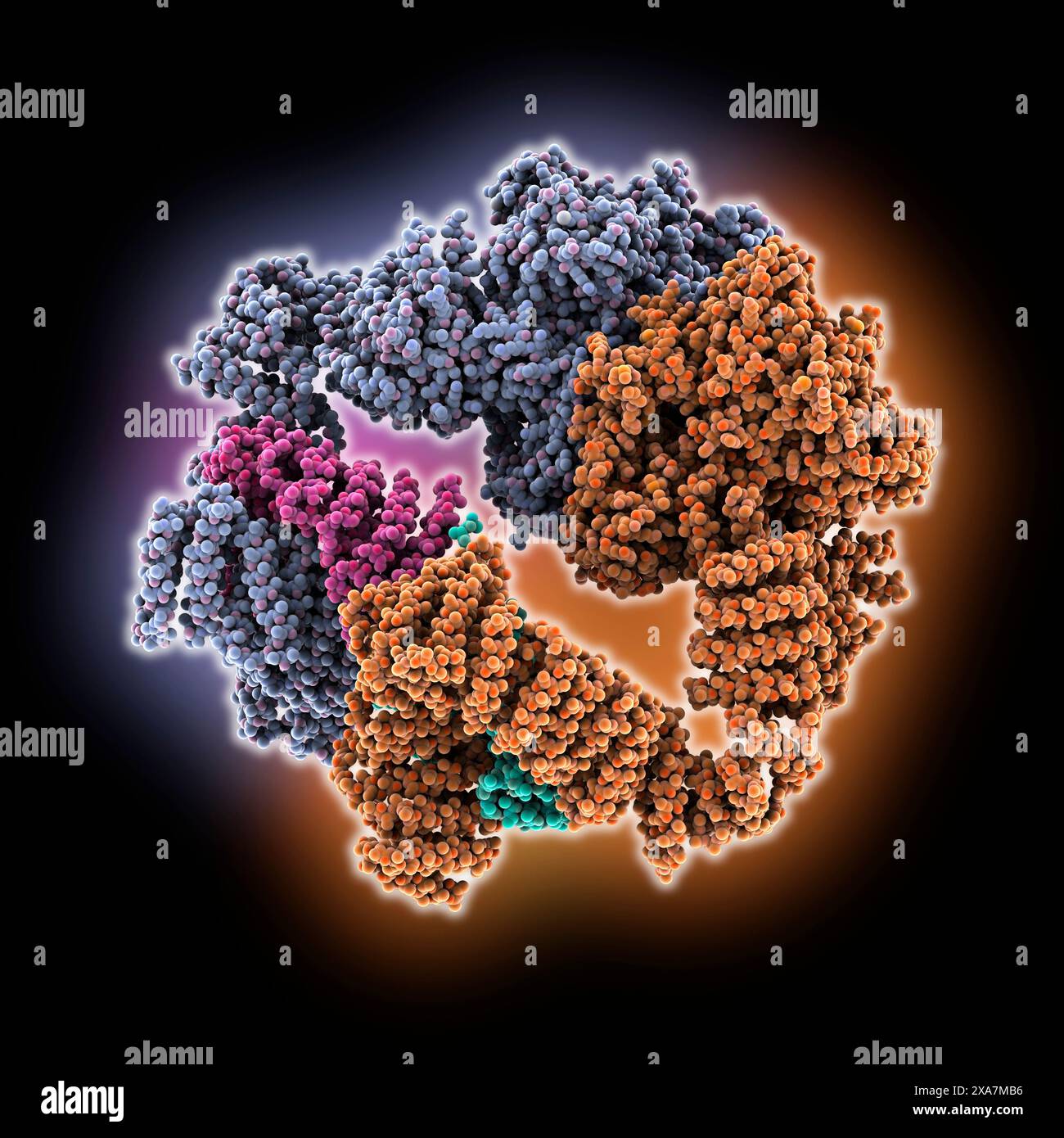 Molecular model of the human ATR-ATRIP complex showing the serine ...