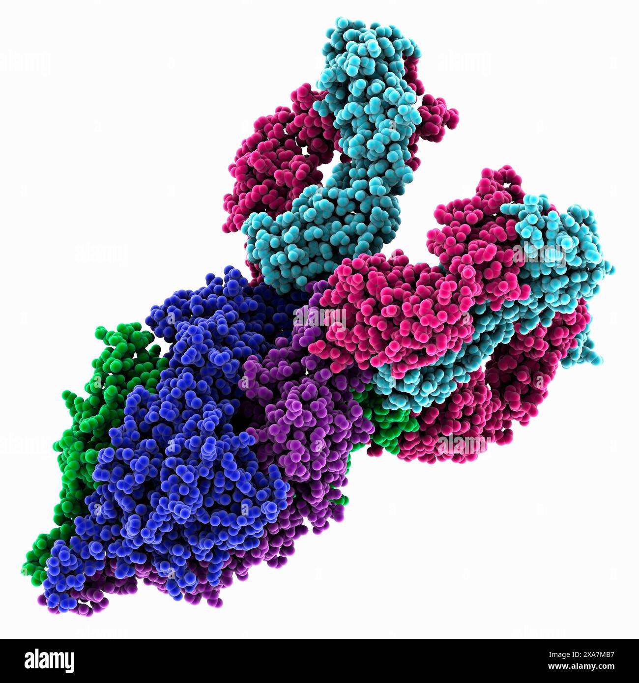 Molecular model of the respiratory syncytial virus A2 (RSV) trimeric ...