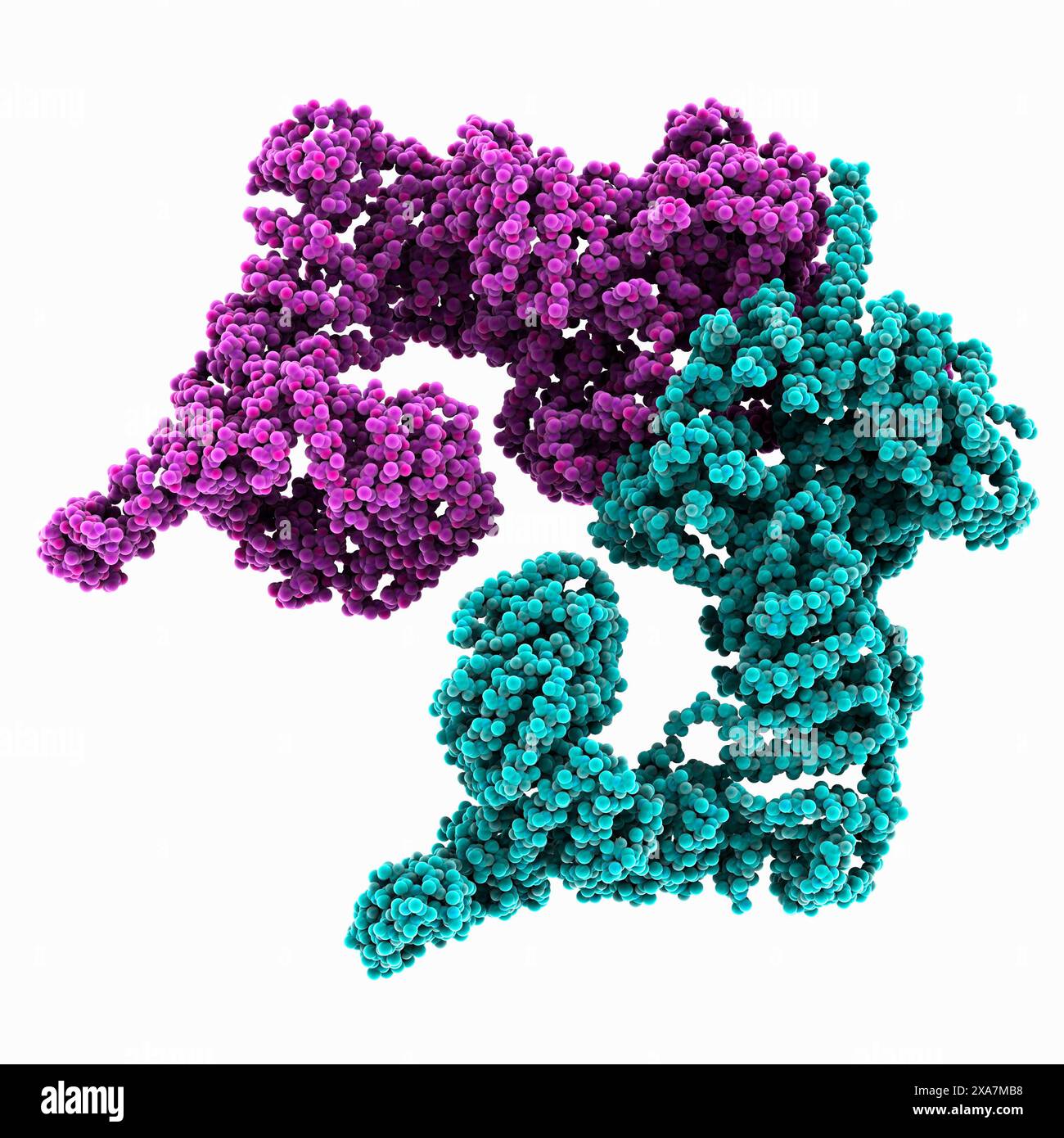 Molecular model of a closed human dimeric ataxia telangiectasia mutated ...