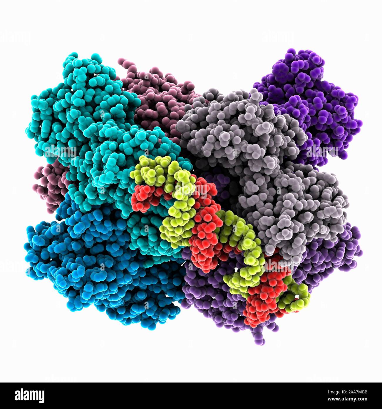 Molecular model of a SARS-CoV-2 non-structural protein 15 (diverse ...
