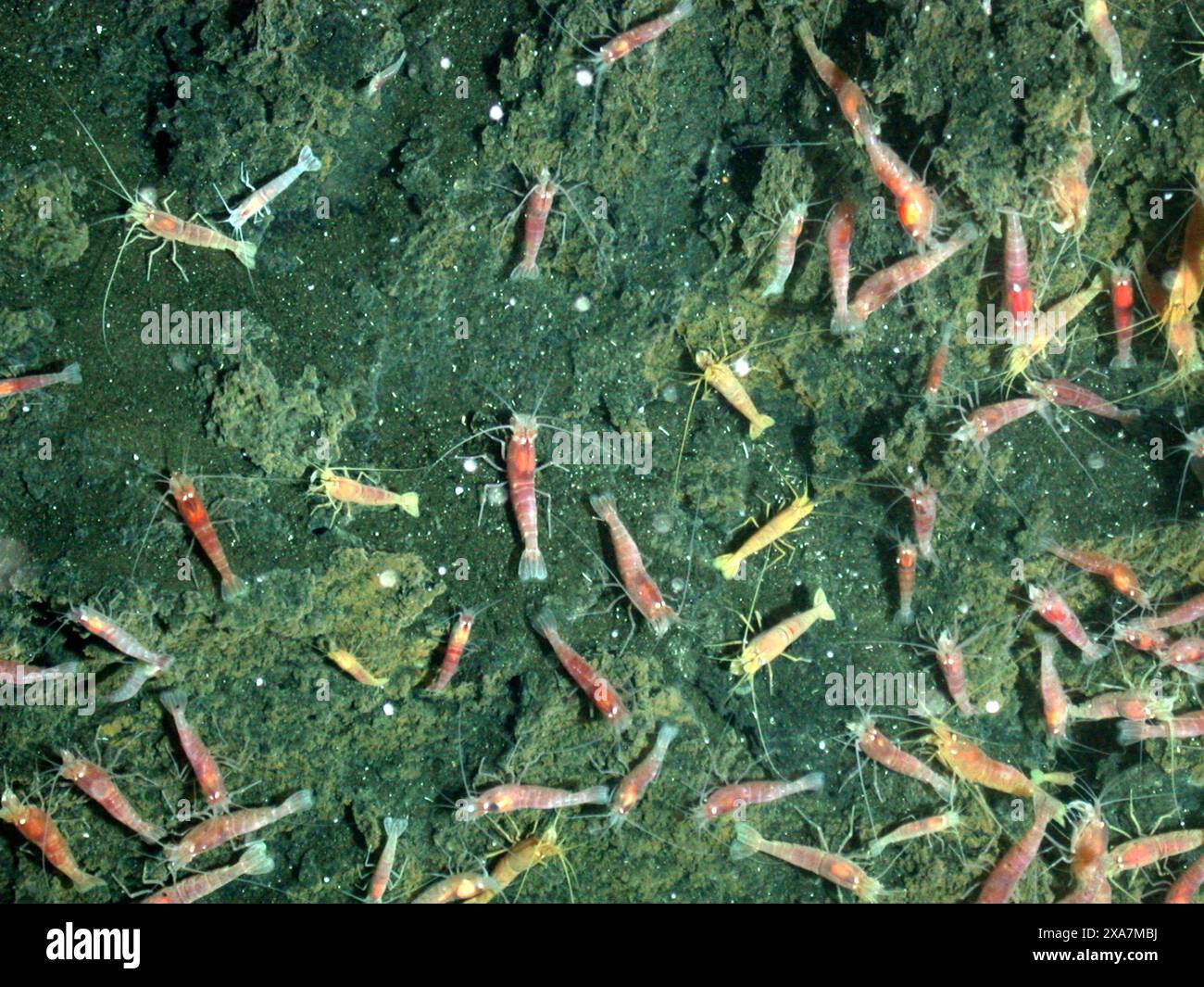 Shrimp (order Decapoda) on an underwater volcano north west of Rota, a ...
