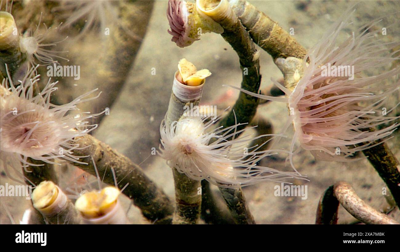 Tube worms (family Siboglinidae). Tube worms inhabit cylindrical chitin ...