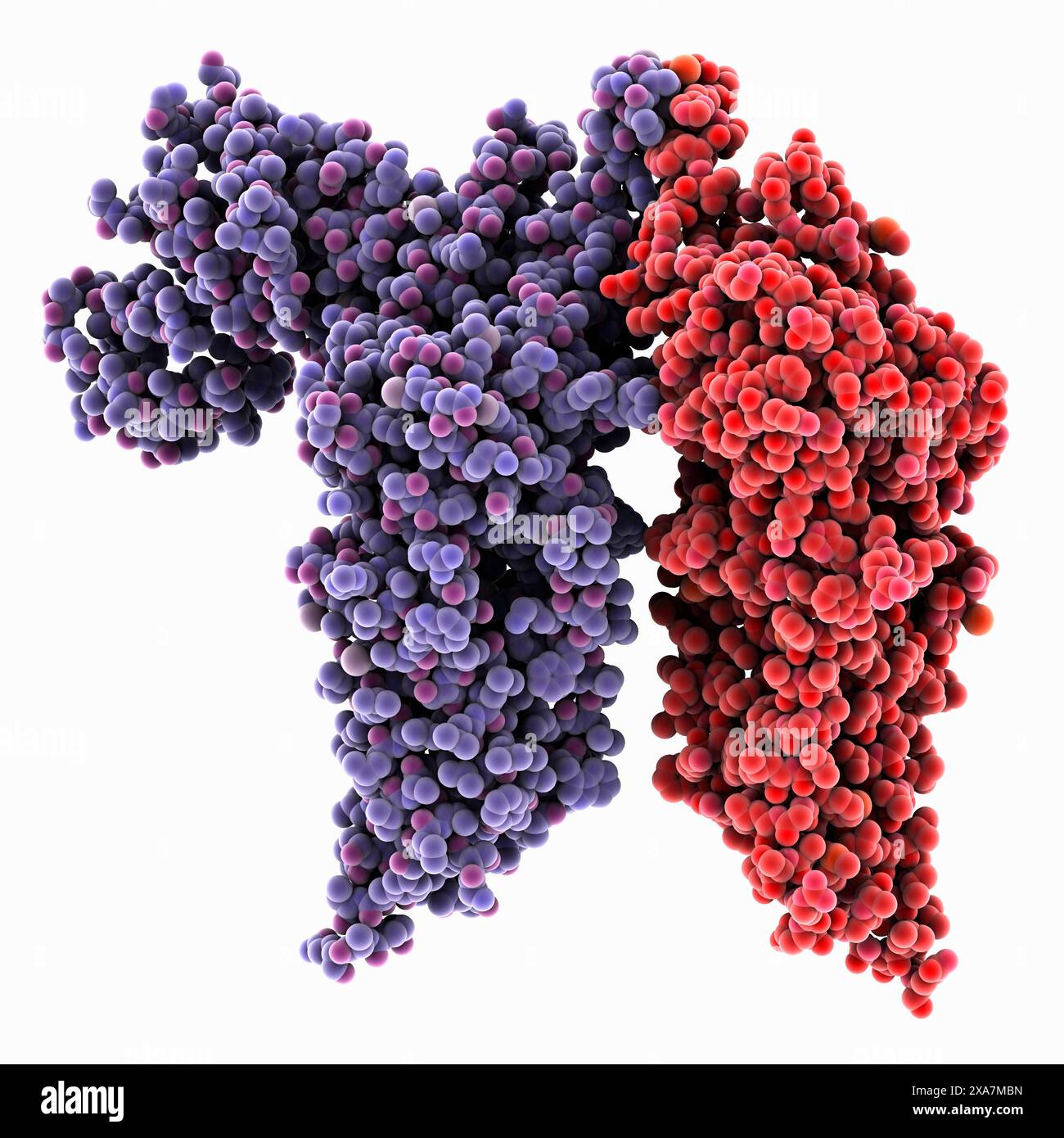 Molecular model of human hetero 2-mer NADPH oxidase 5 (NOX5). NADPH ...