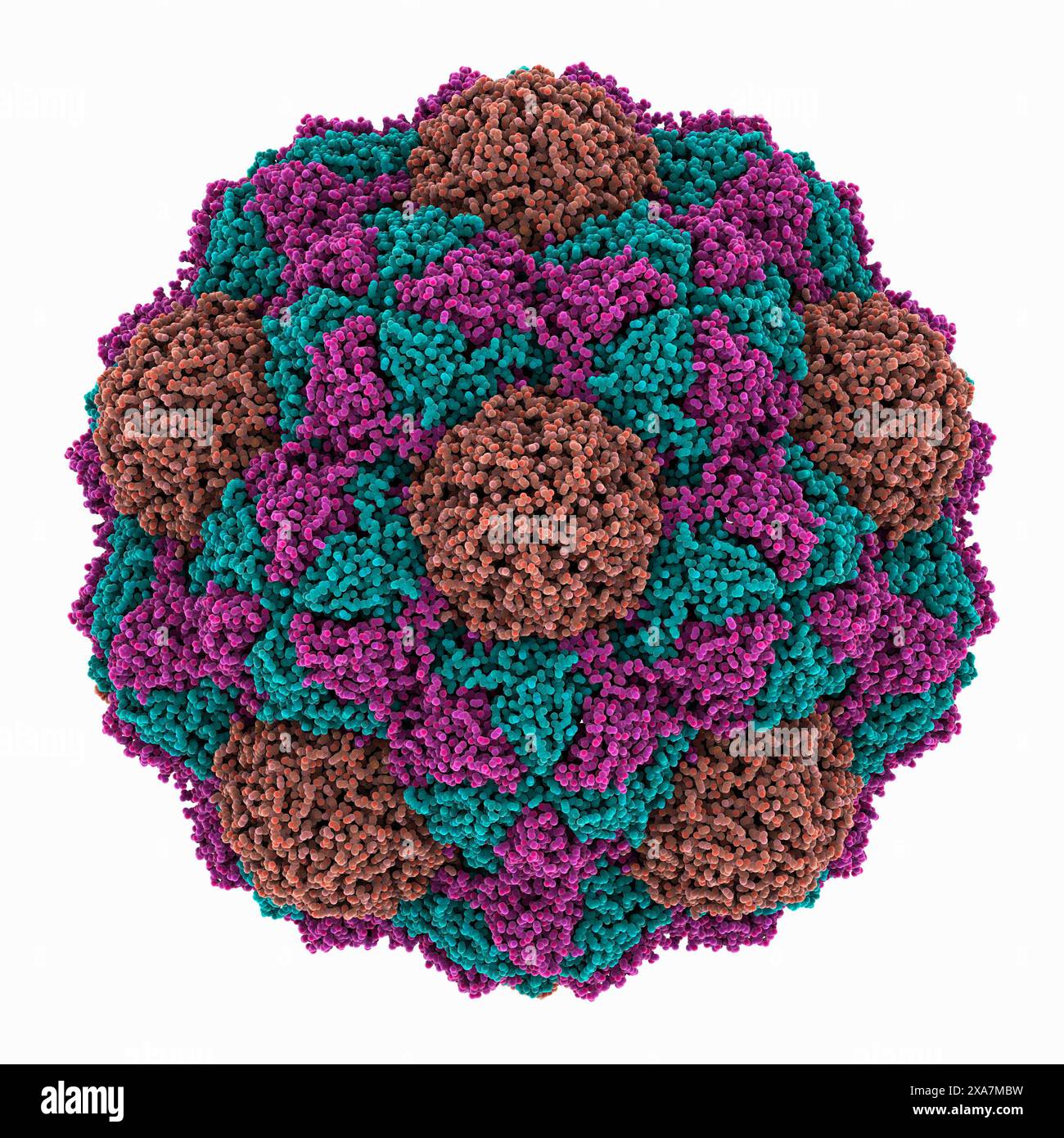 Molecular model of an EncA encapsulin shell loaded with EncD cargo from ...