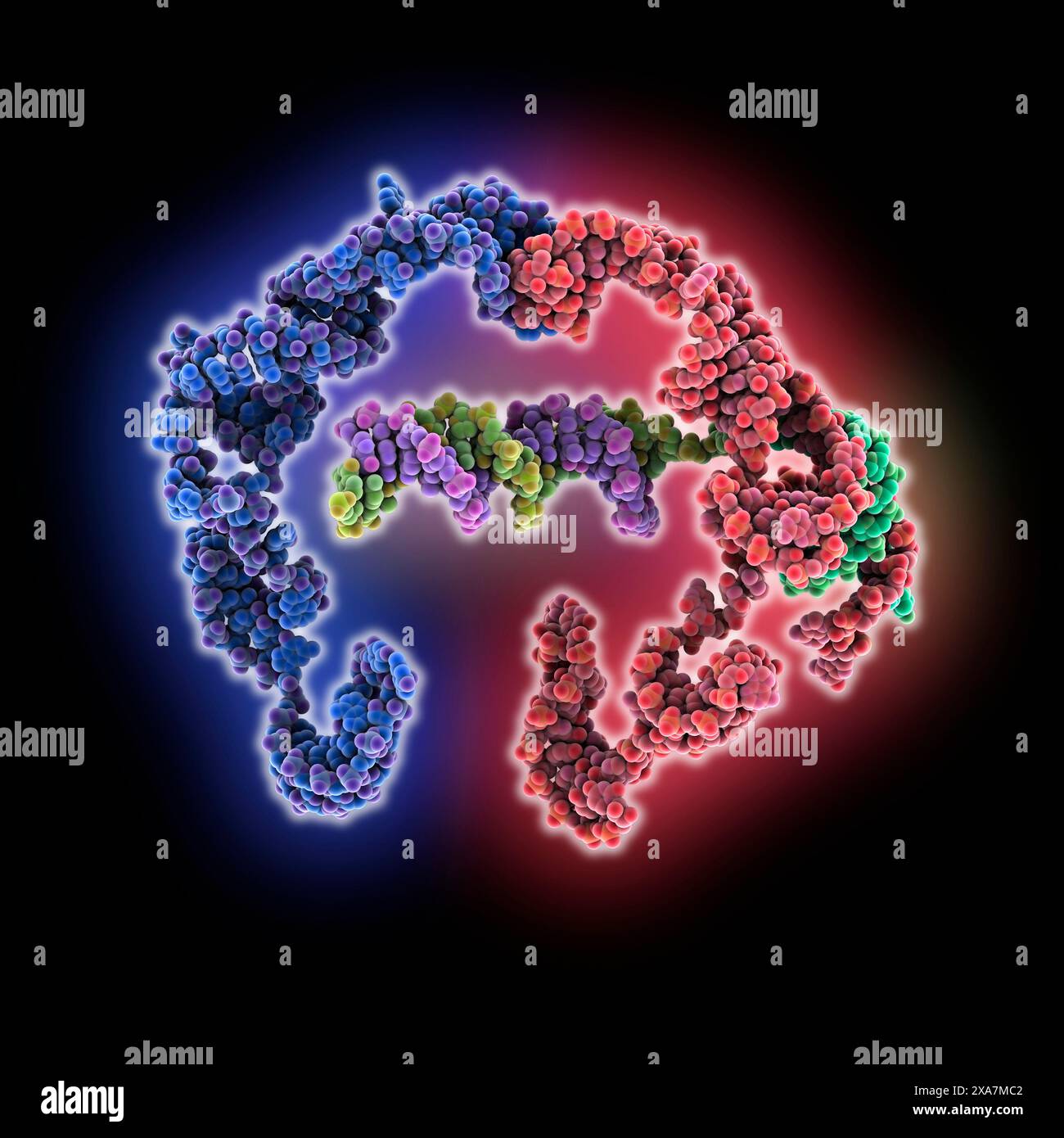Molecular model of CRISPR-associated endonuclease Cas9/Csn1 (covering ...