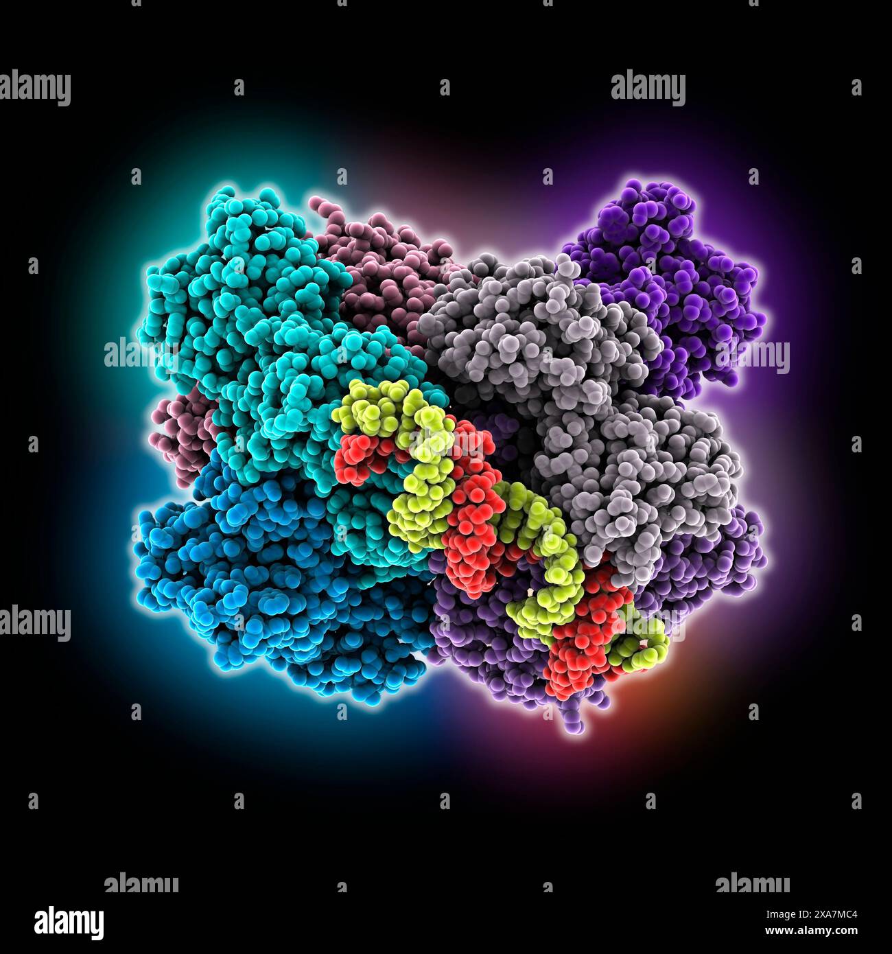 Molecular model of a SARS-CoV-2 non-structural protein 15 (diverse ...