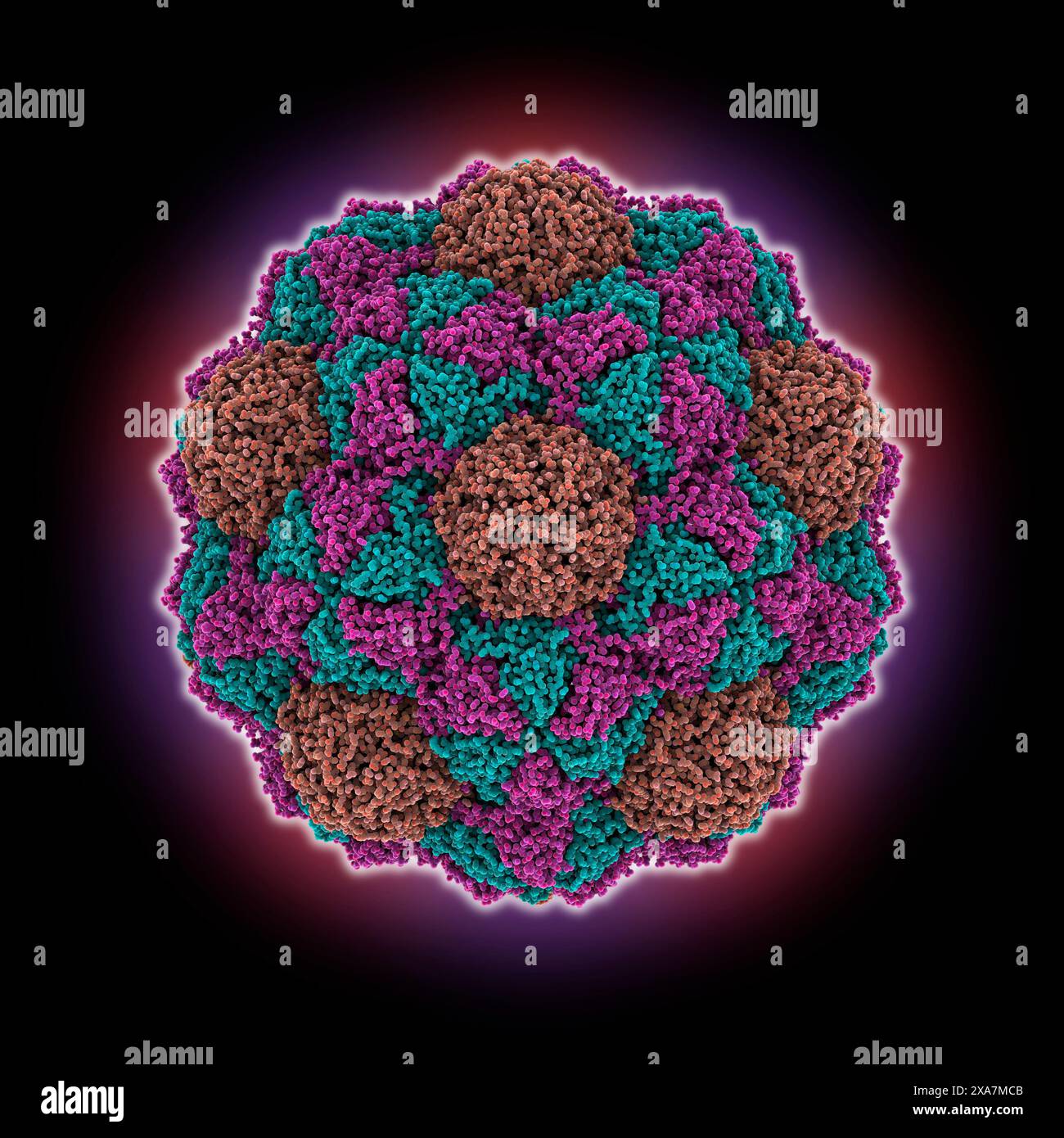 Molecular model of an EncA encapsulin shell loaded with EncD cargo from ...