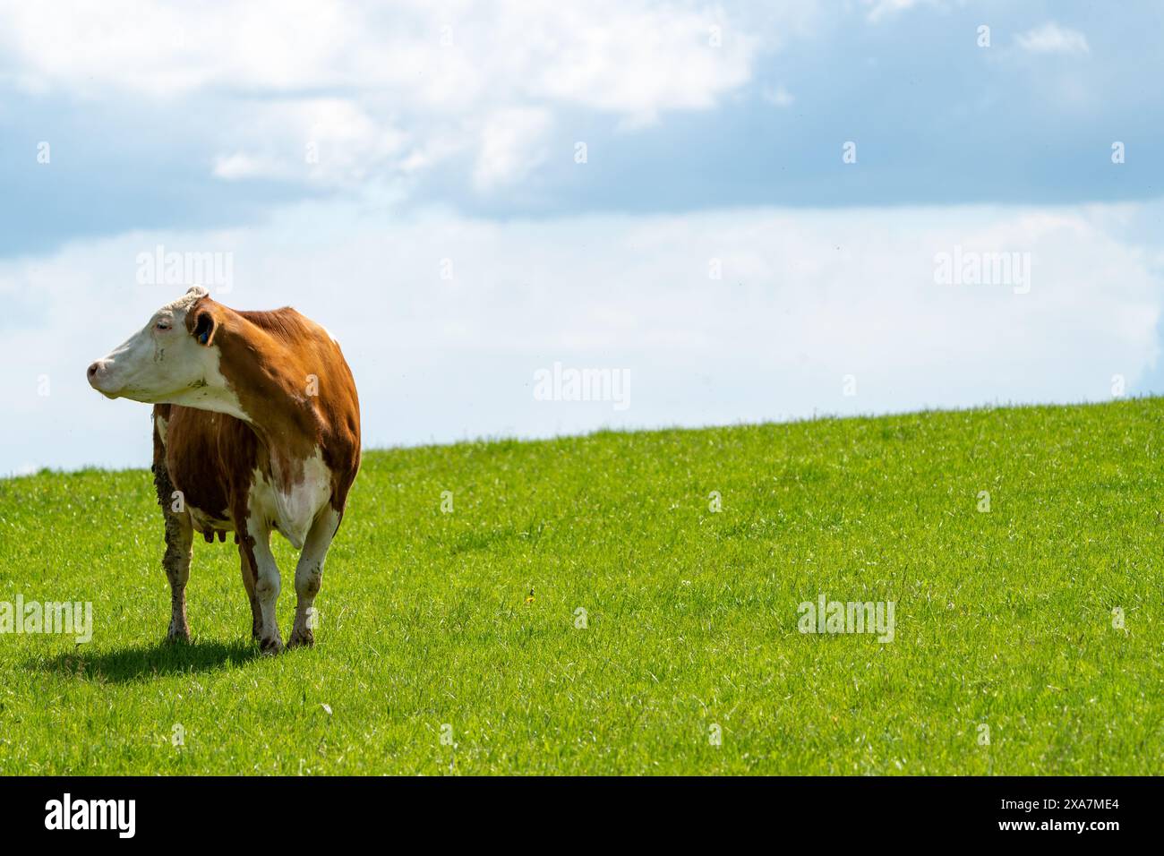 Cow looking left hi-res stock photography and images - Alamy