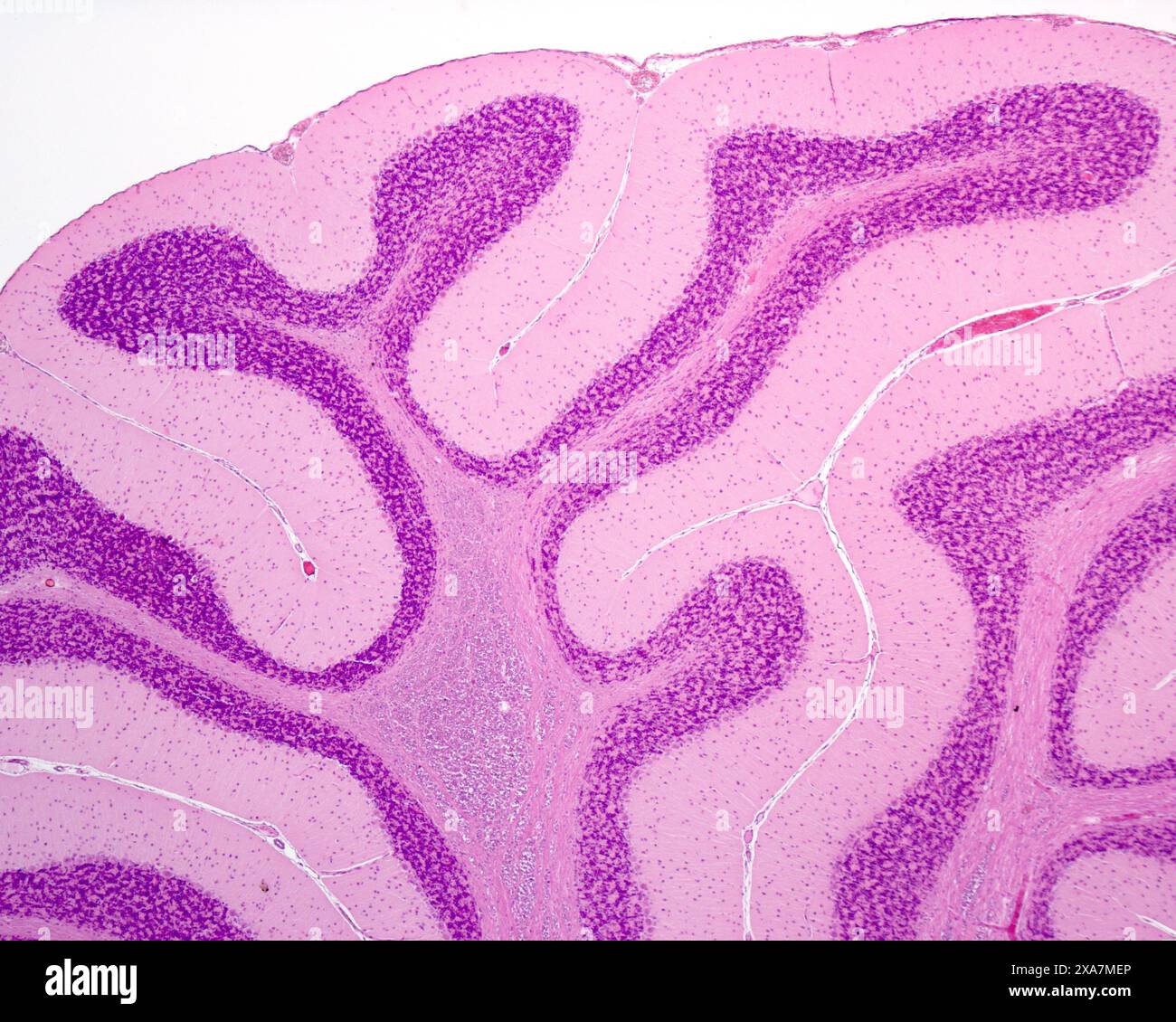 Light micrograph of a sagittal cerebellum section stained with ...