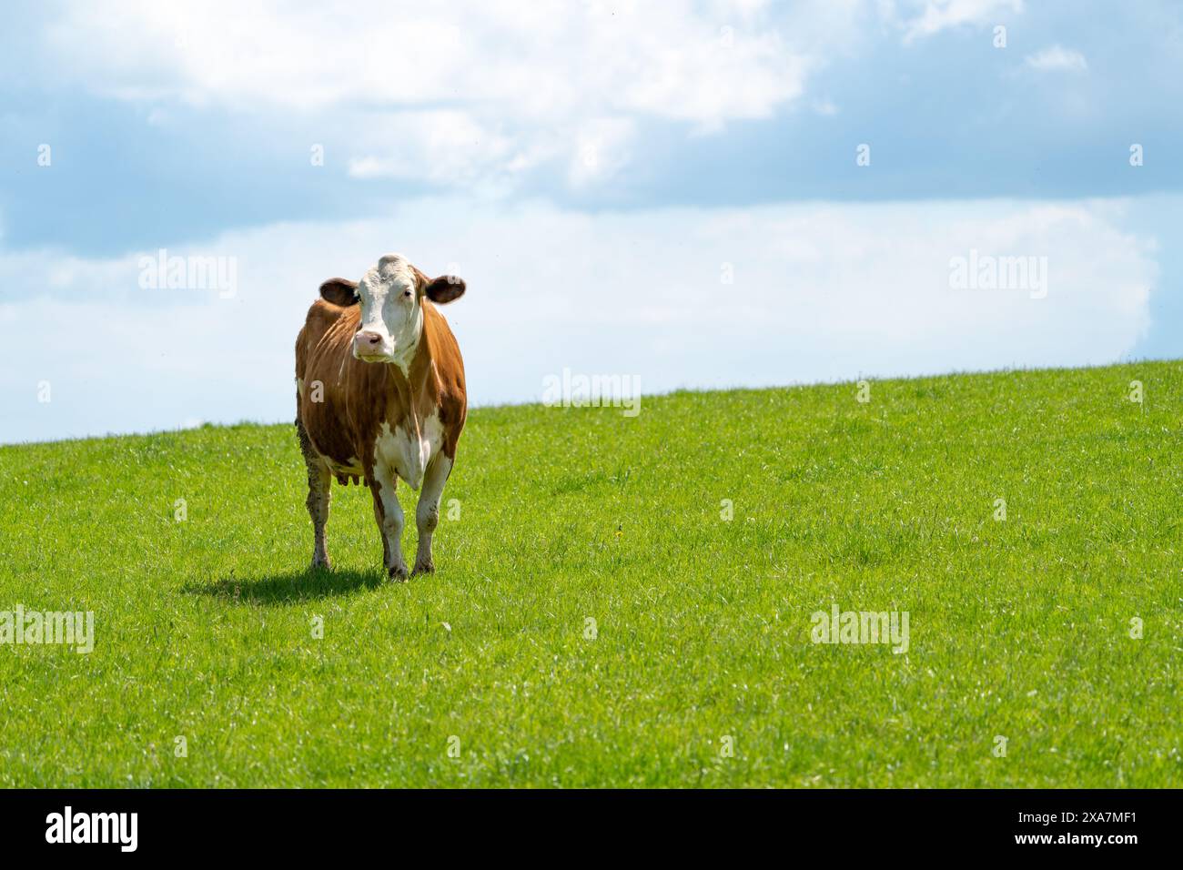 Simplistic scenery hi-res stock photography and images - Alamy