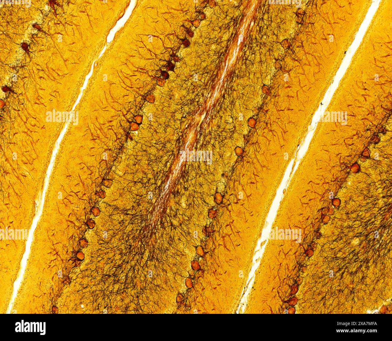 Light micrograph of the cerebellar cortex stained with Cajal's silver ...