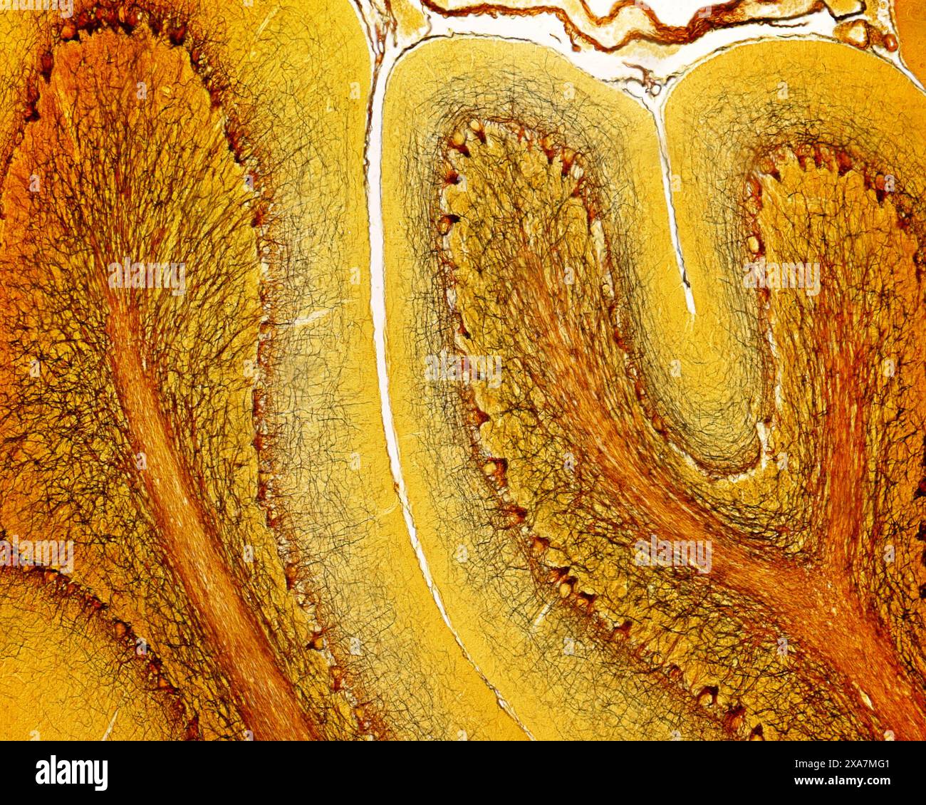 Light micrograph of cerebellar folia showing the three layers of ...