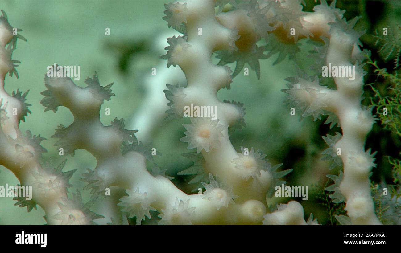Close-up of the deep sea coral (Enallopsammia profunda) with polyps ...