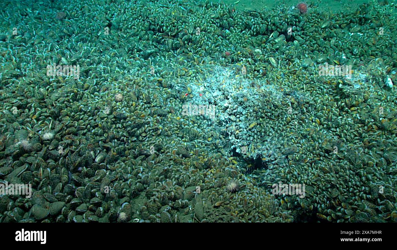 Dense layer of mussels (Bathymodiolus childressi) in the deep sea ...
