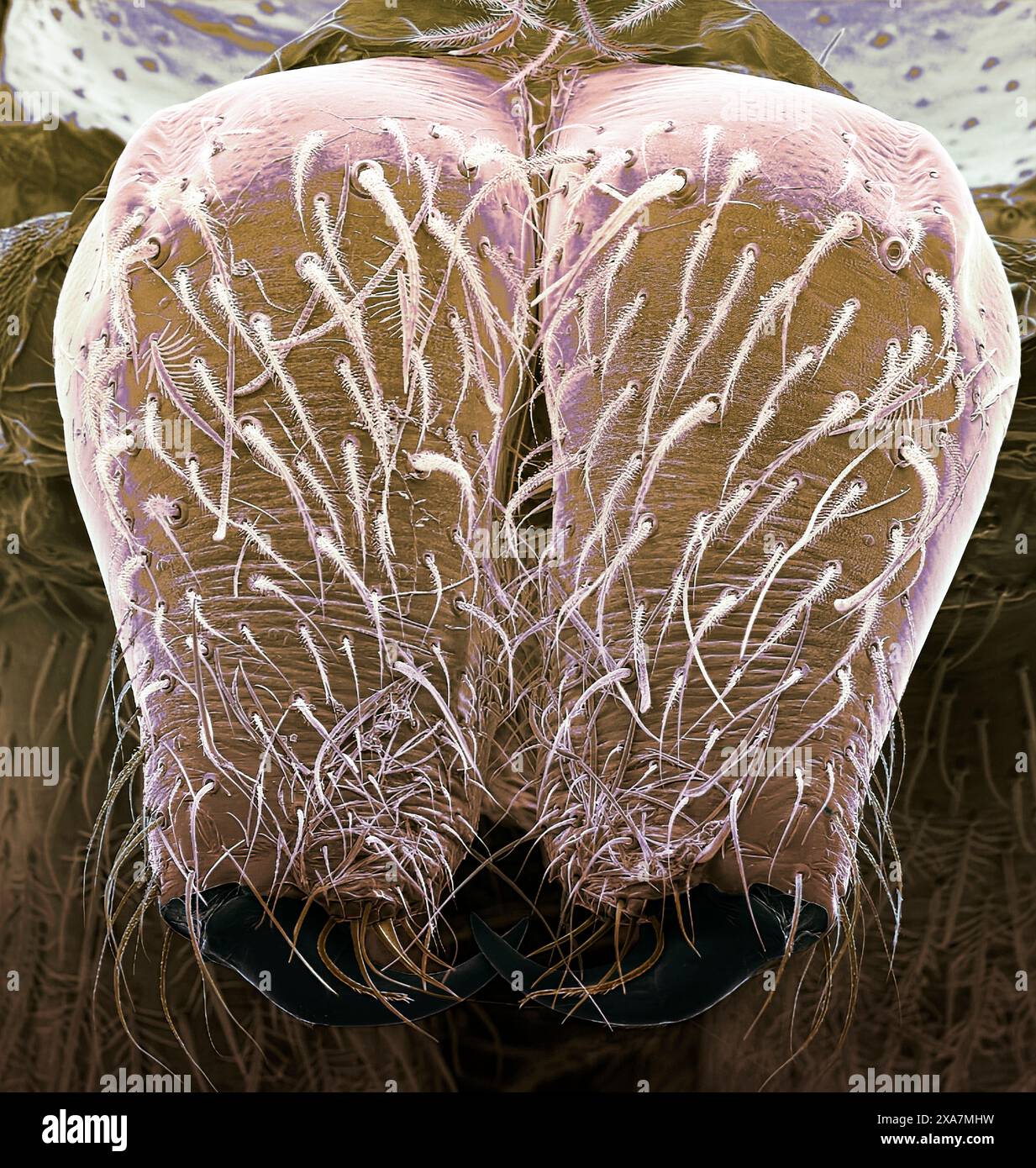 Jumping spider's fangs. Coloured scanning electron micrograph (SEM) of ...