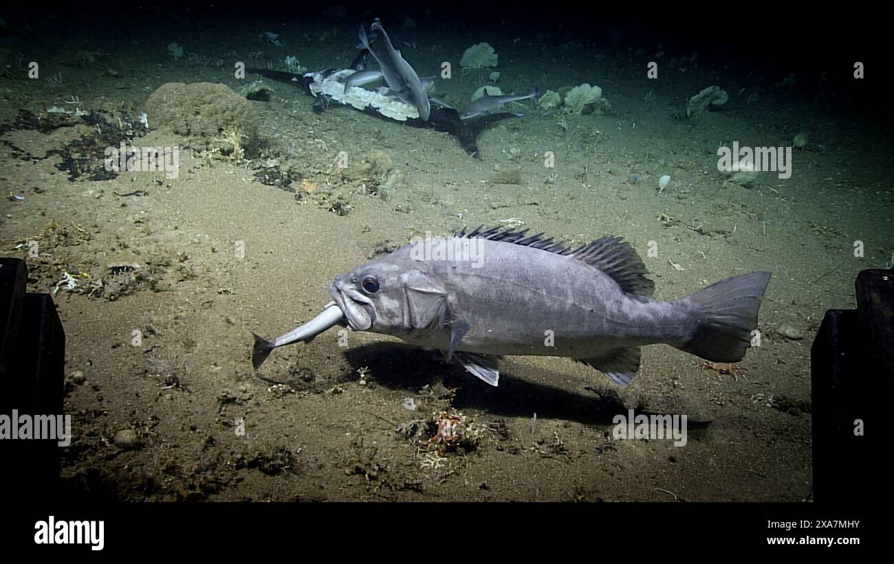 Wreckfish (family Polyprionidae) eating a small shark (subclass ...