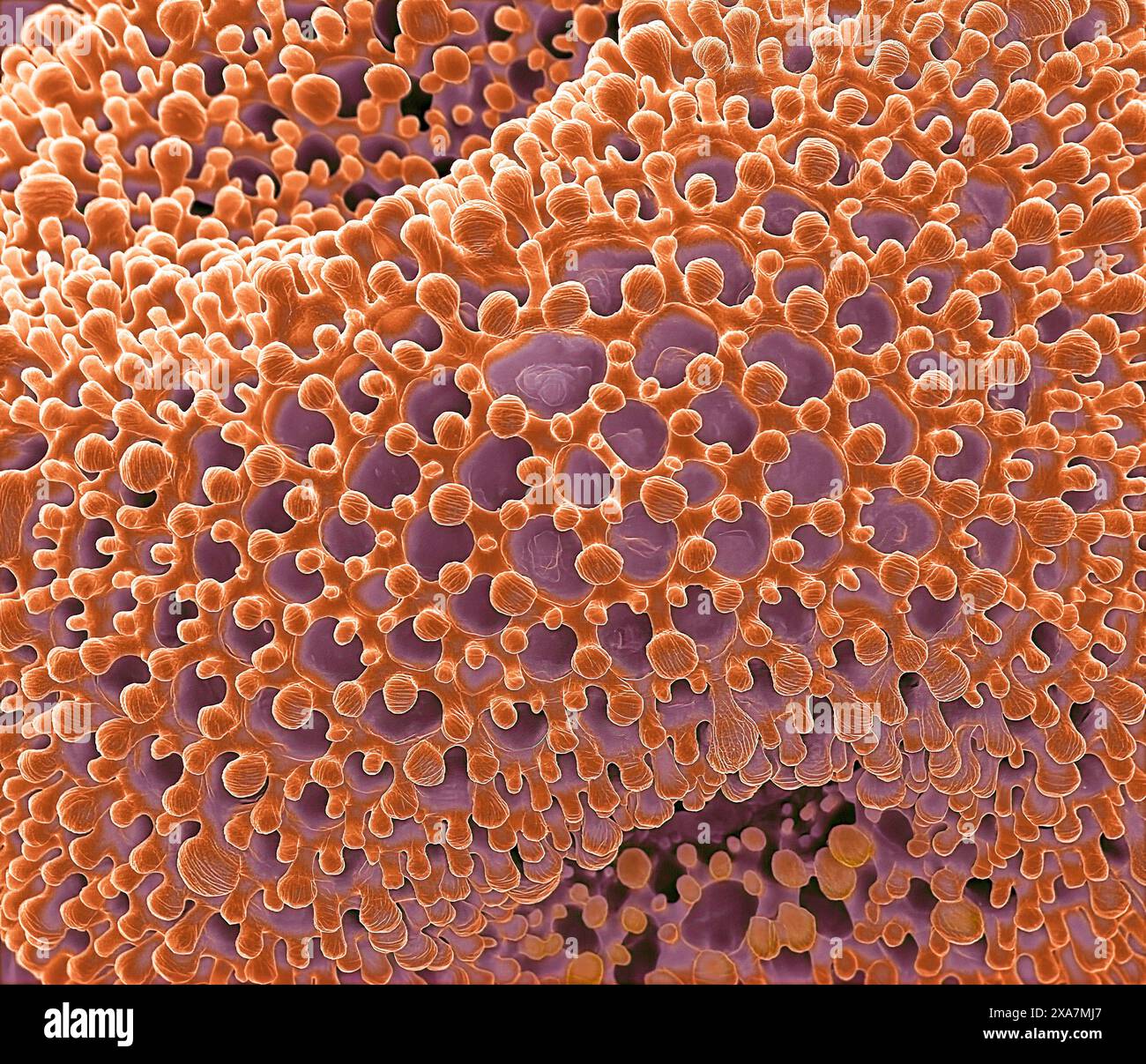 Geranium sp. pollen grain detail, coloured scanning electron micrograph ...