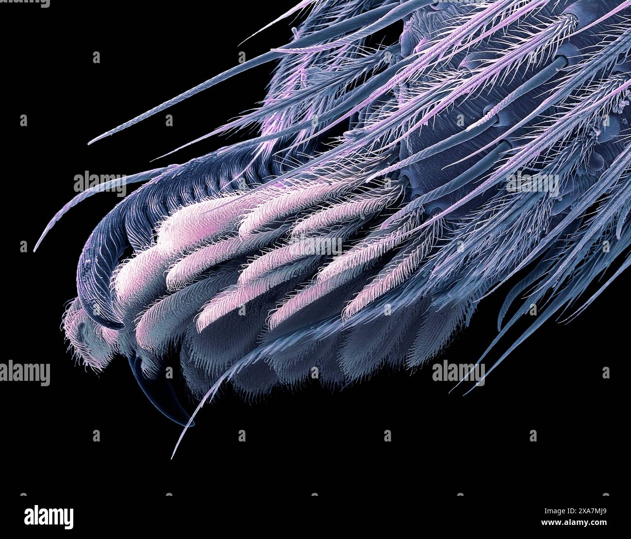 Spider's foot. Coloured scanning electron micrograph (SEM) of a spider ...