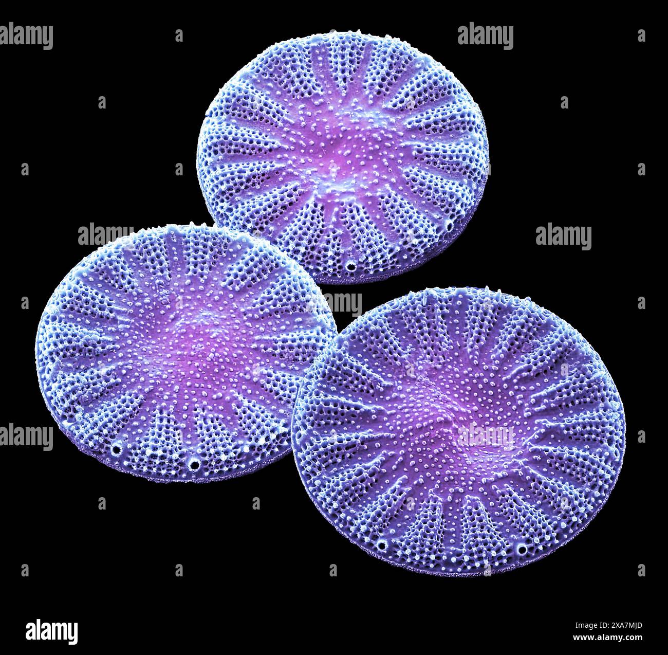 Diatoms. Coloured scanning electron micrograph (SEM) of diatoms. The ...