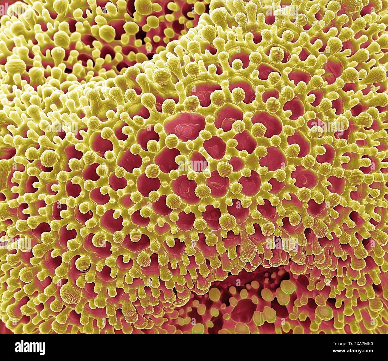 Geranium sp. pollen grain detail, coloured scanning electron micrograph ...