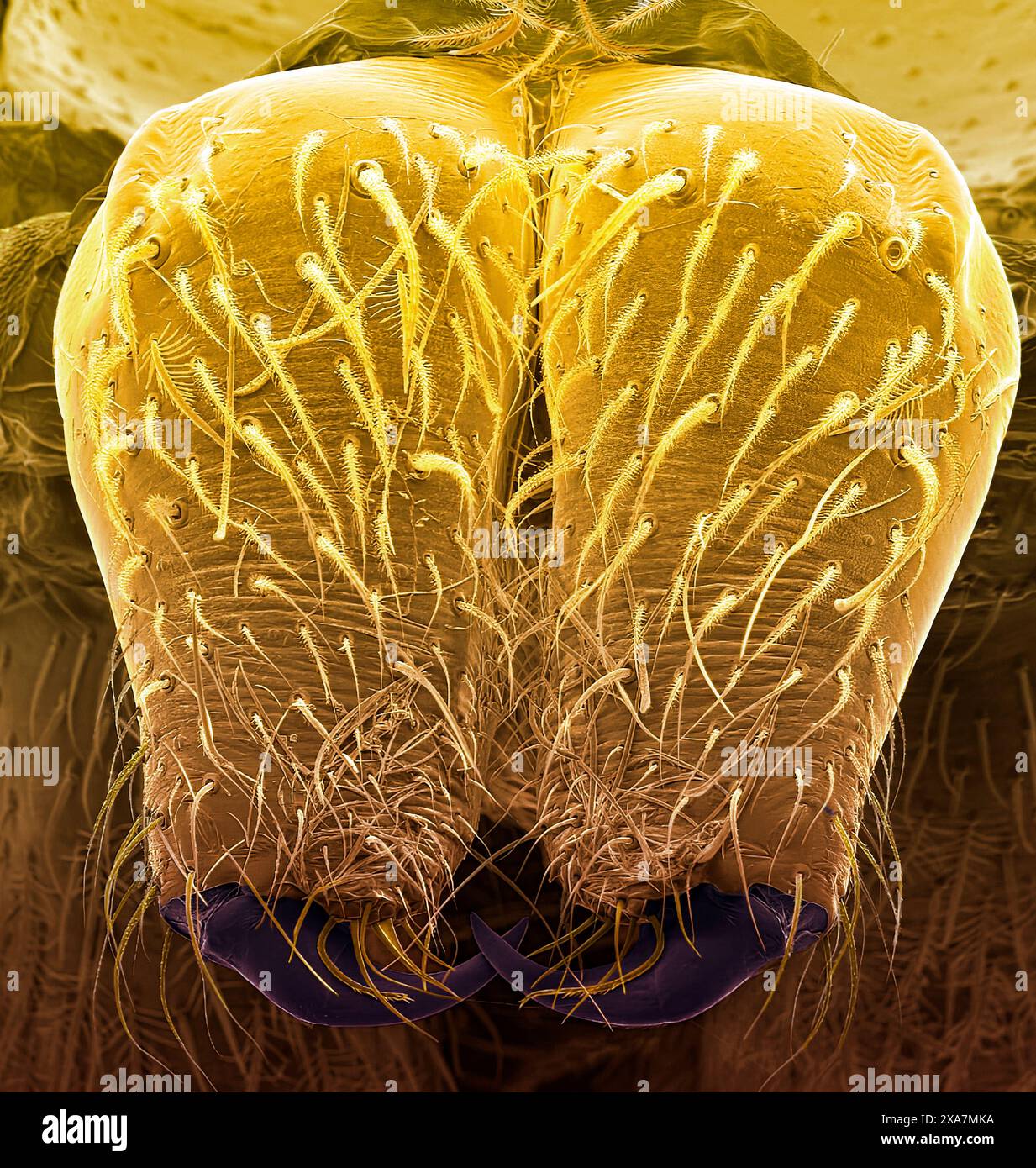 Jumping spider's fangs. Coloured scanning electron micrograph (SEM) of ...