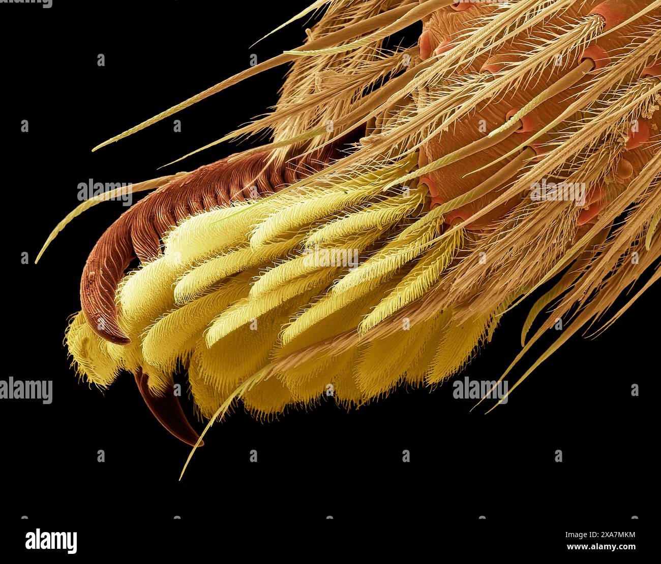 Spider's foot. Coloured scanning electron micrograph (SEM) of a spider ...