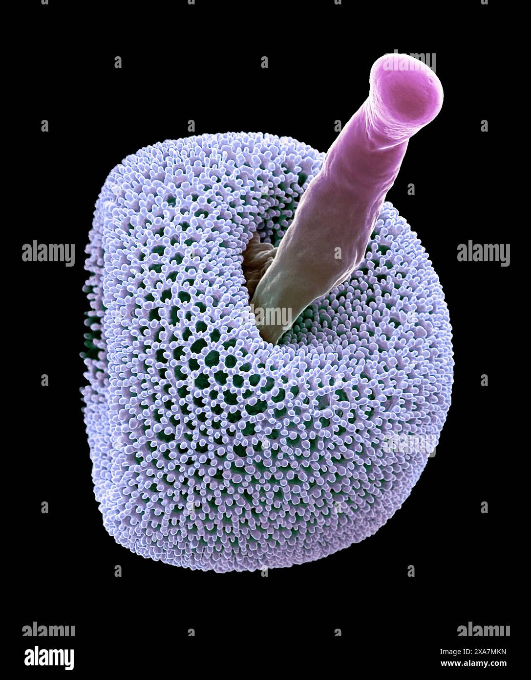 Geranium sp. pollen grain germination, coloured scanning electron ...