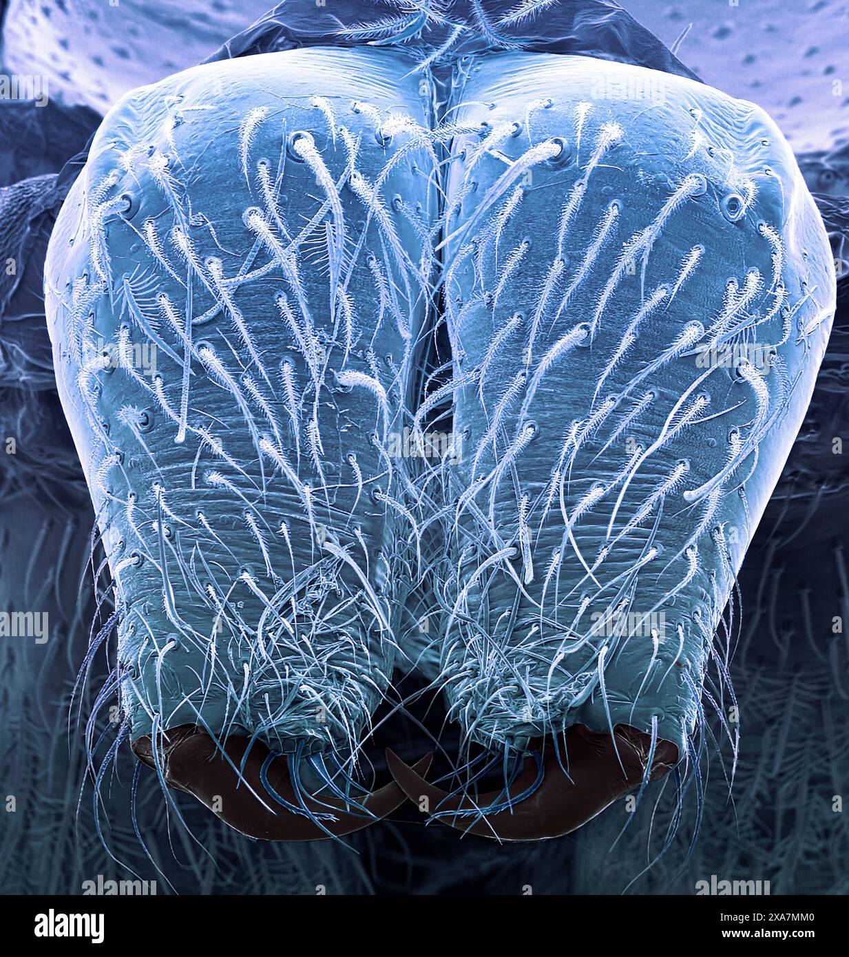 Jumping spider's fangs. Coloured scanning electron micrograph (SEM) of ...