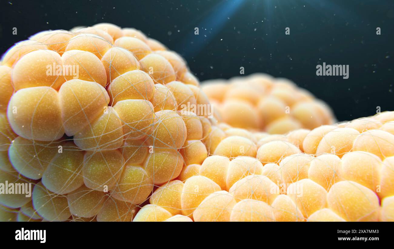 Illustration of fat cells Stock Photo - Alamy