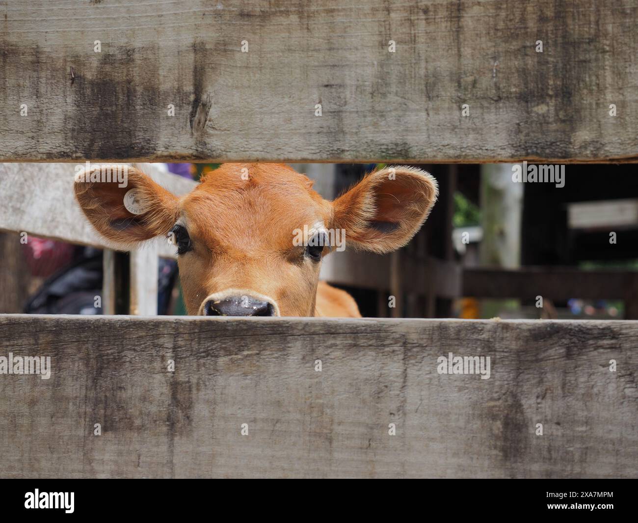 Peeking cow hi-res stock photography and images - Alamy