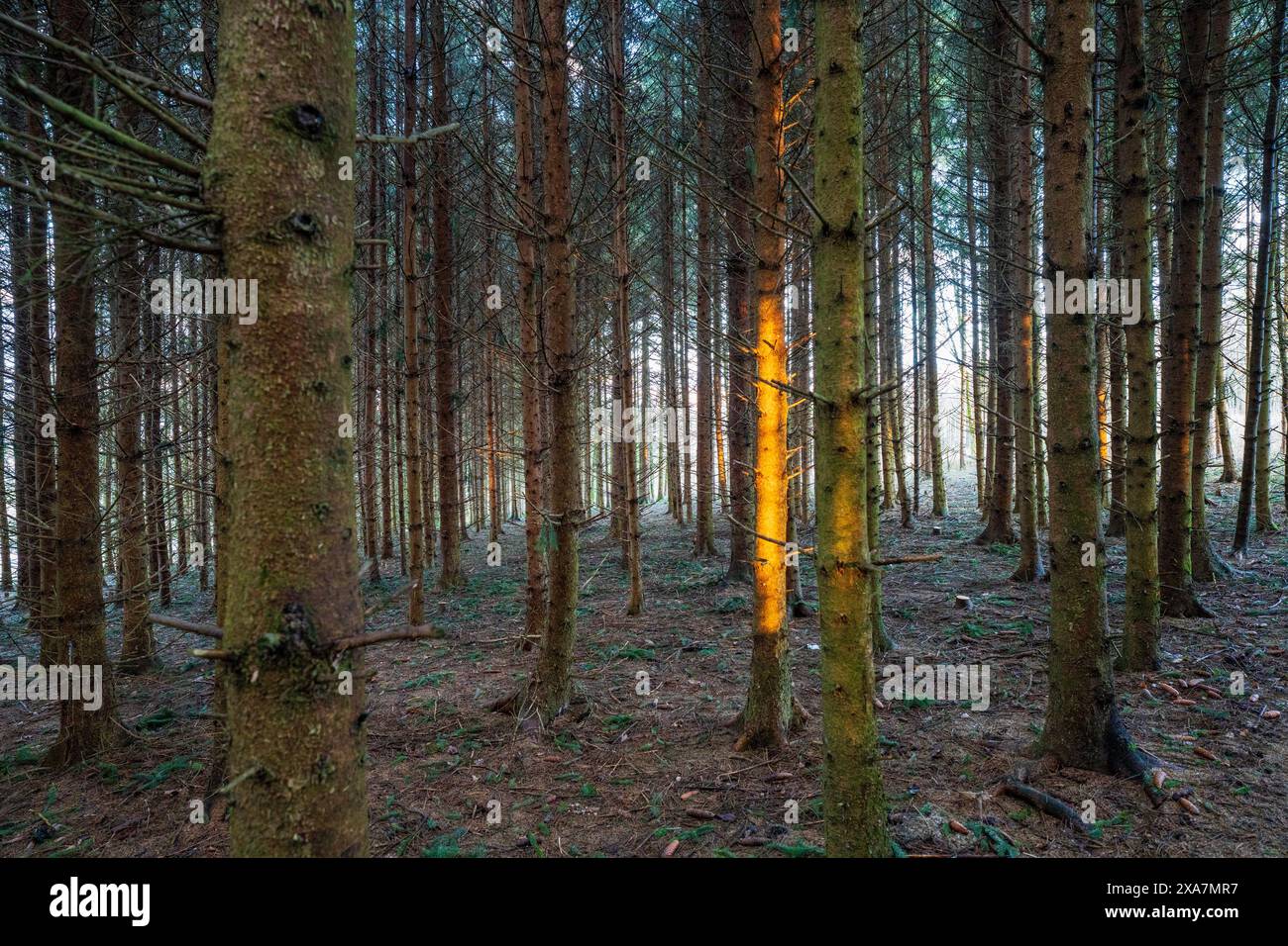 Sunlight beams through canopy hi-res stock photography and images - Alamy
