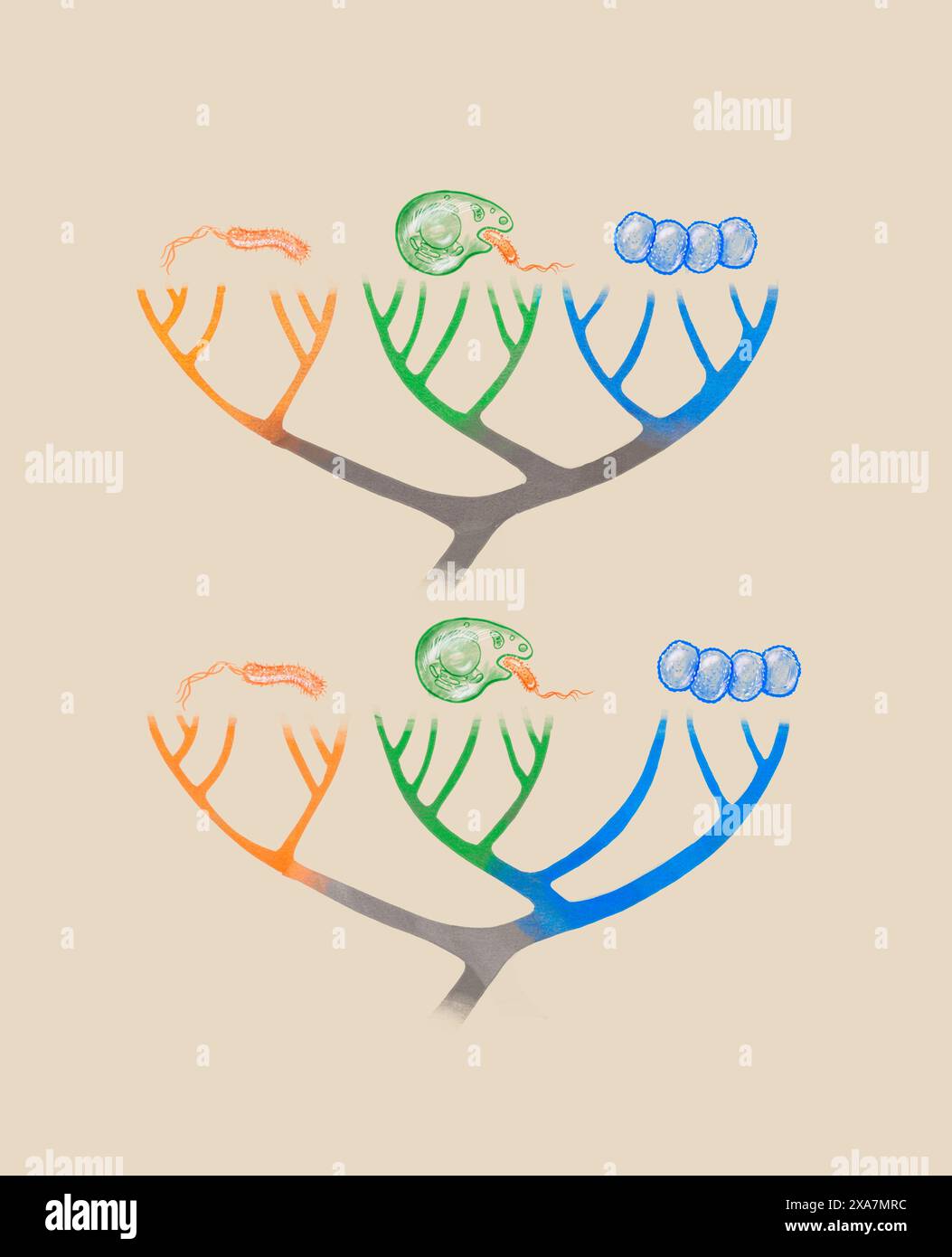 Illustration of two trees of life showing two theories of the lineage ...