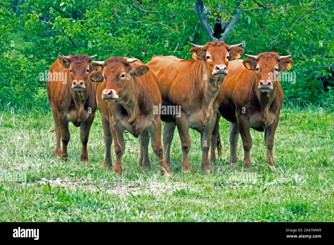 Limousin cattle. The Limousin is a French breed of beef cattle ...
