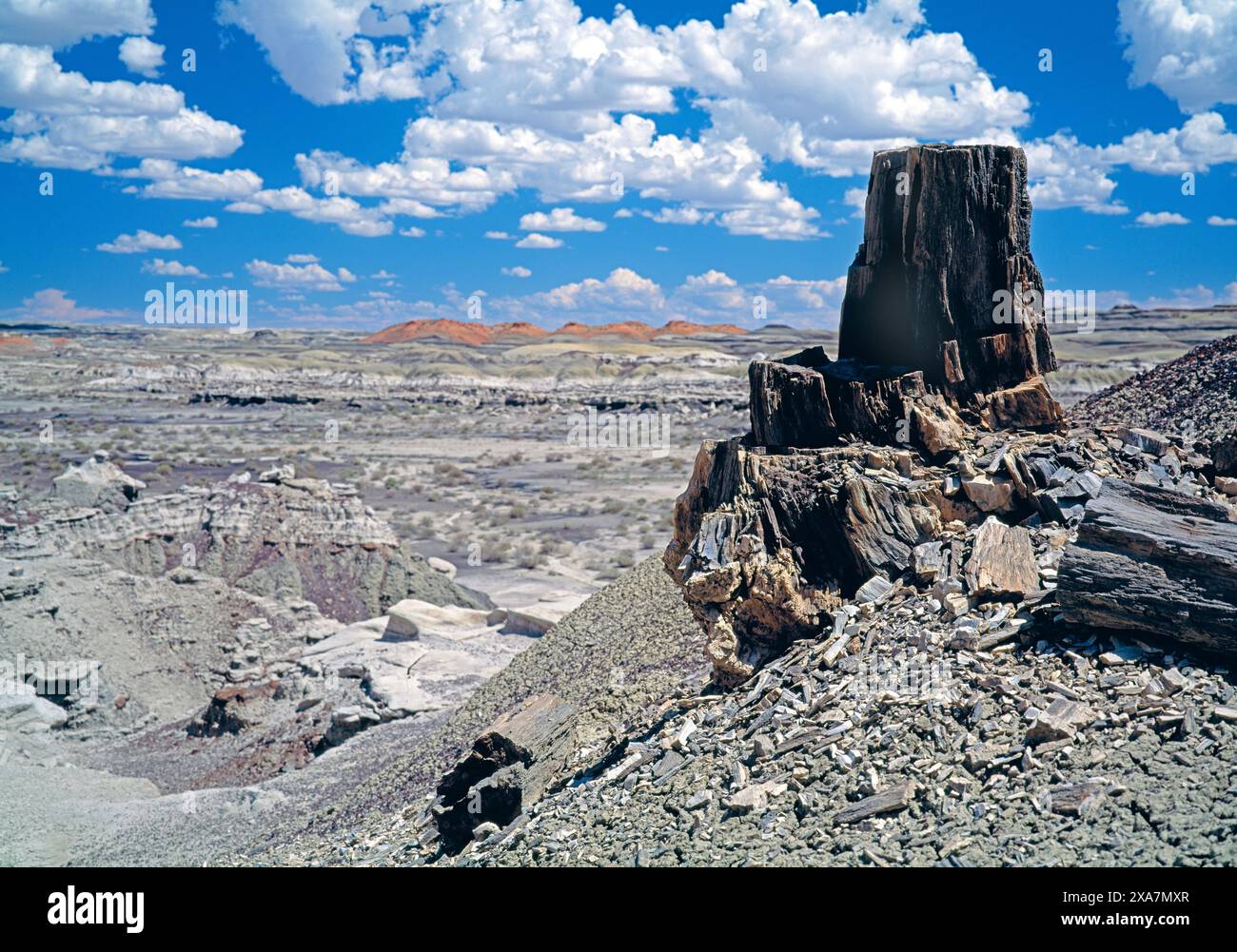 Fossil tree stump. Ravaged by volcanism some 65 million years ago, the ...