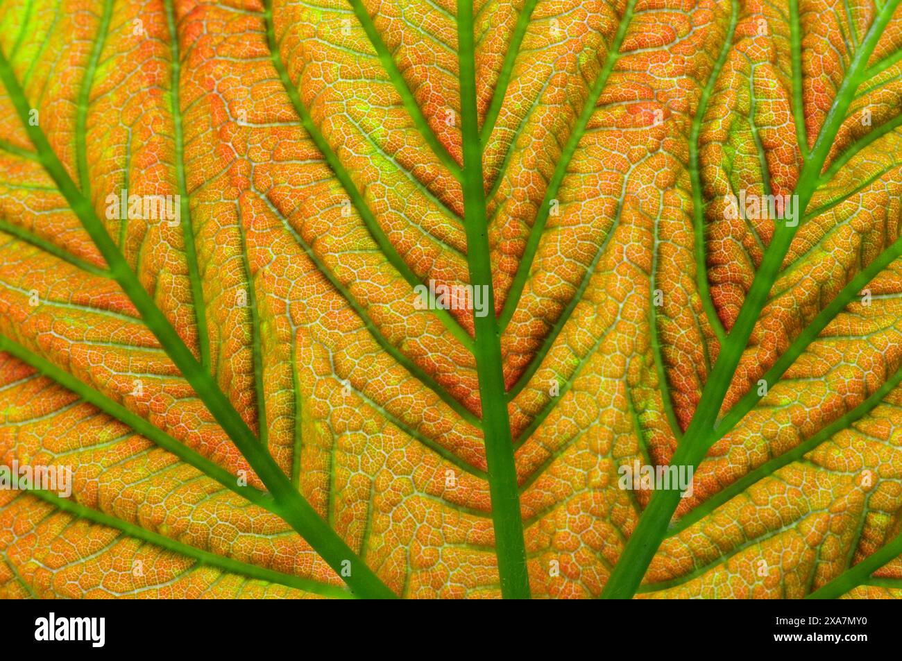 Sycamore (Acer pseudoplatanus) tree leaf. This tree is native to ...