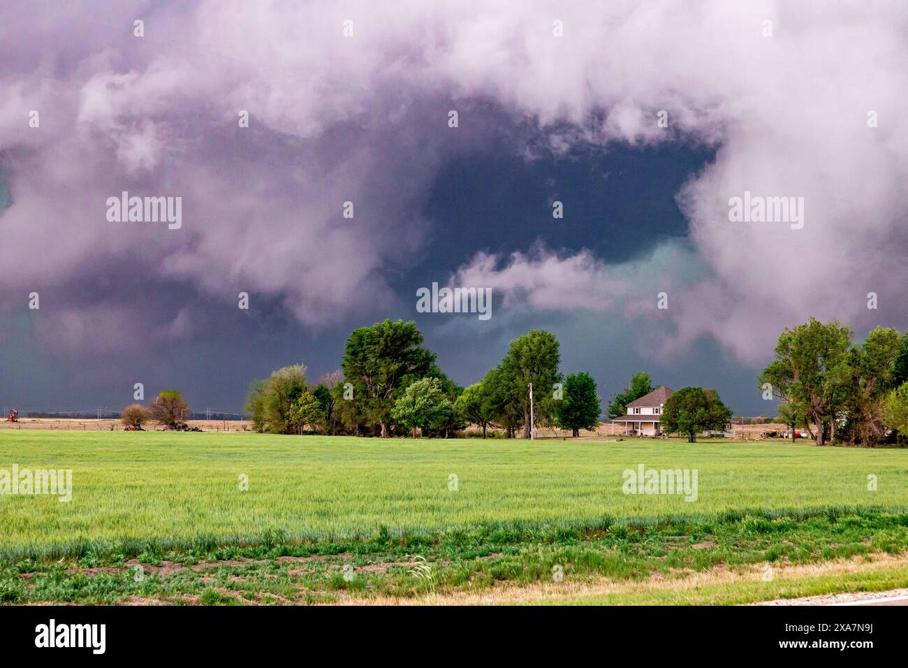 Vibrant field diverse grass hi-res stock photography and images - Alamy