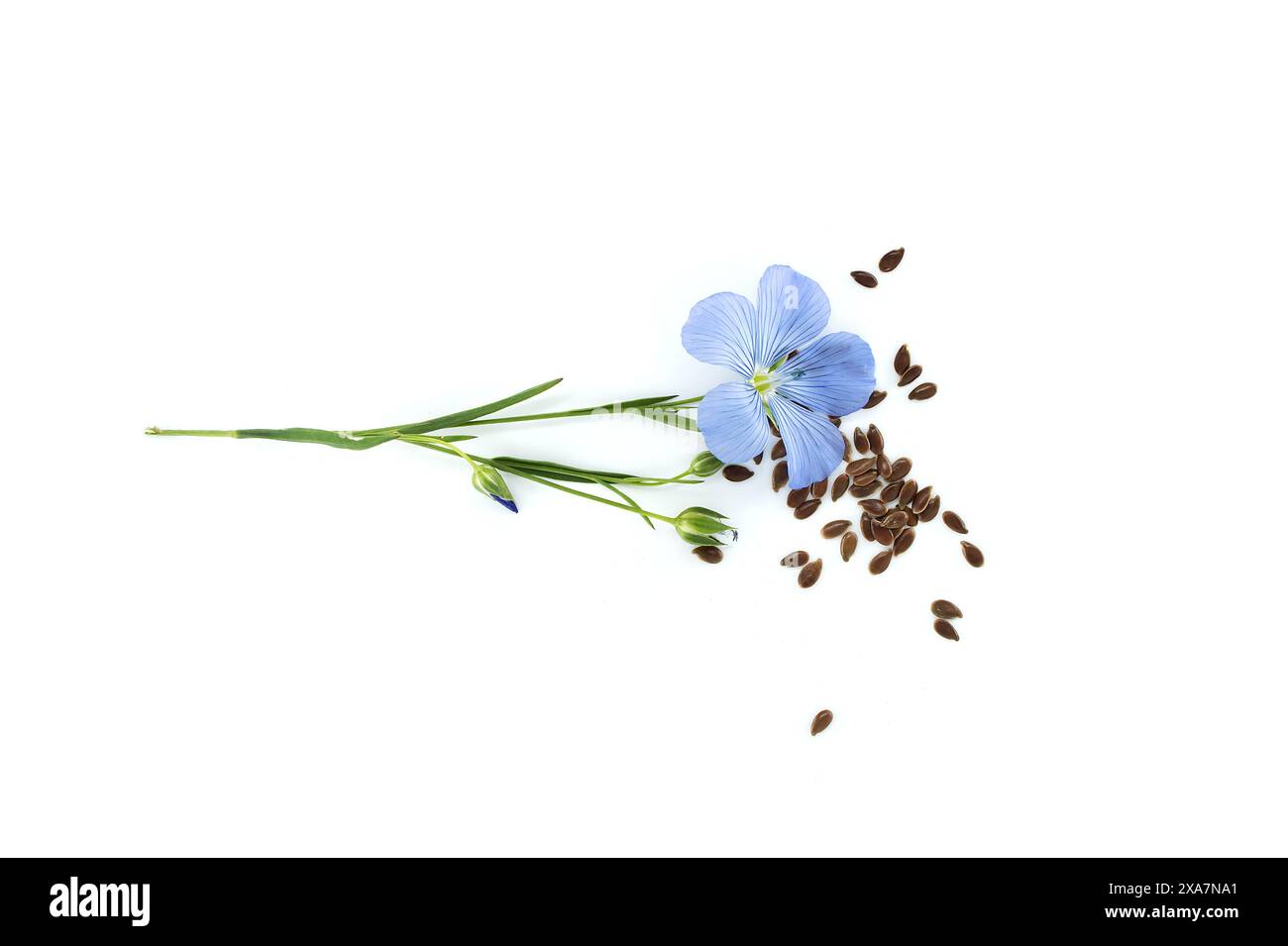 Flowering flax stalks, linseed seeds and linseed capsules isolated on ...