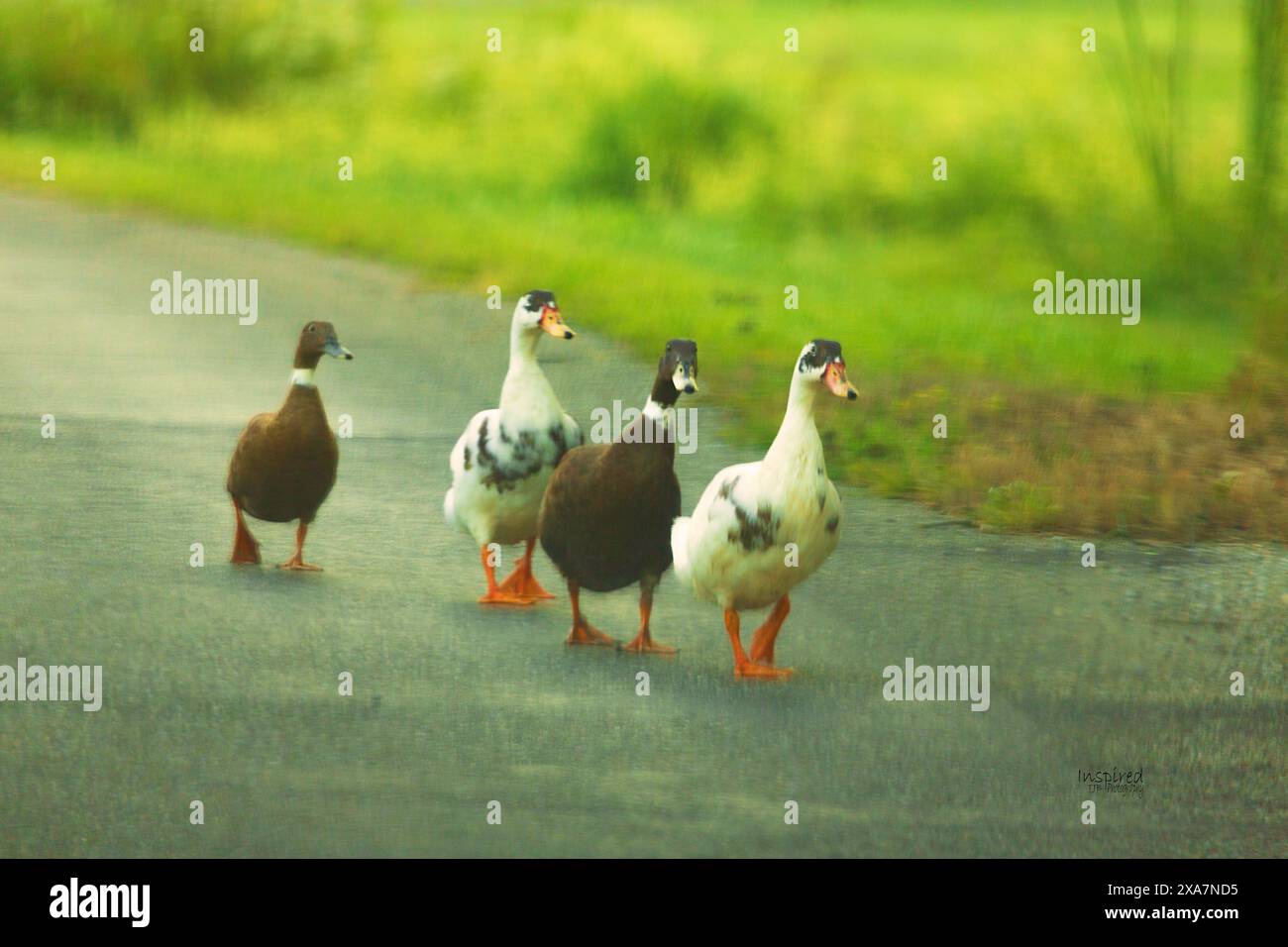 Three ducks in a row crossing the road together Stock Photo - Alamy