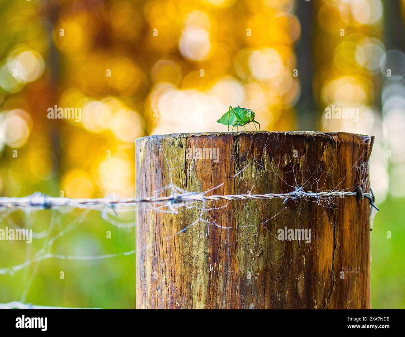Perched in wire fence hi-res stock photography and images - Alamy