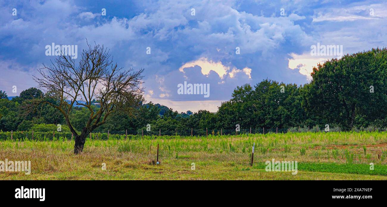 Open field with trees and fenced area below Stock Photo - Alamy