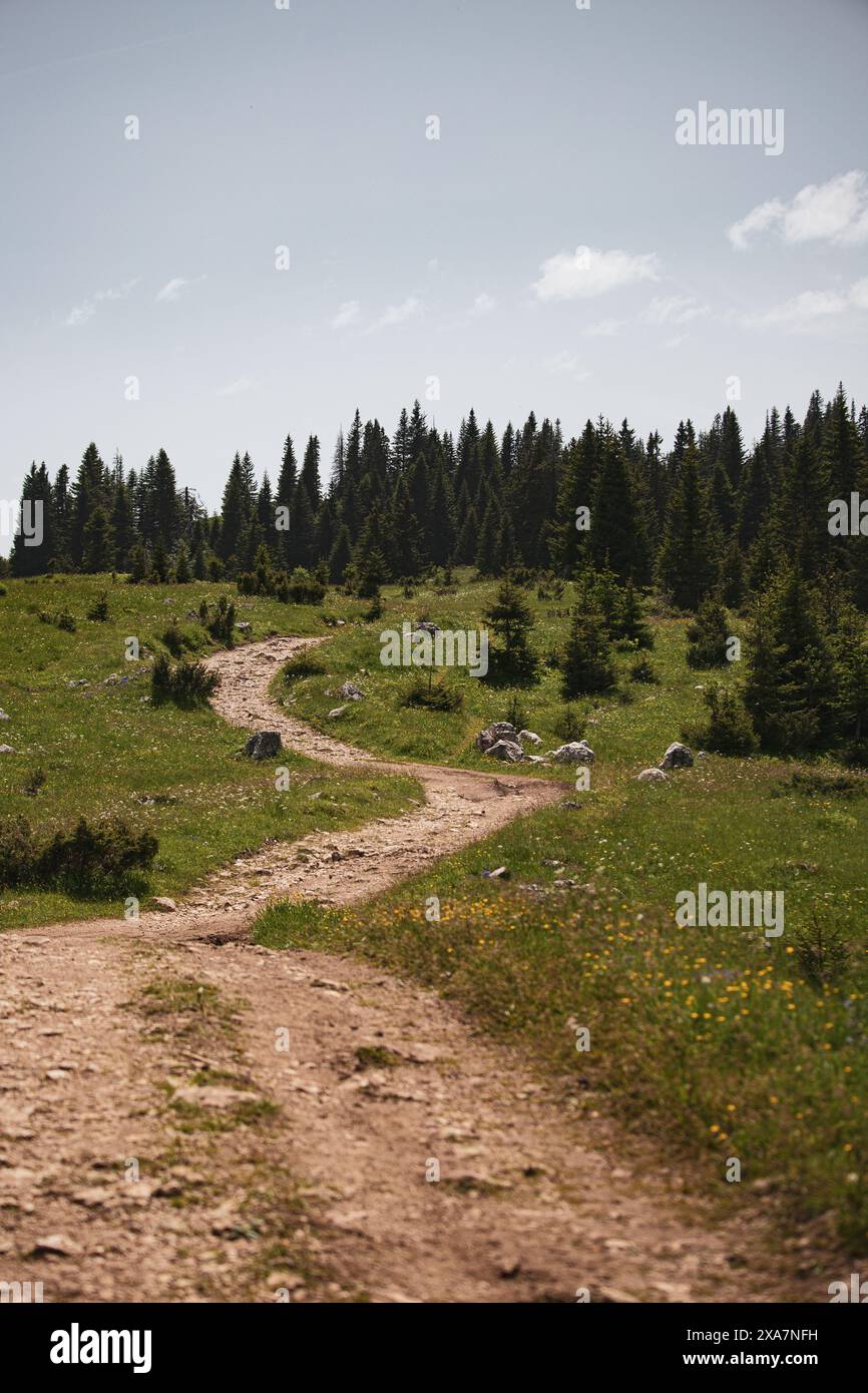 A meandering dirt path through lush greenery flanked by towering ...