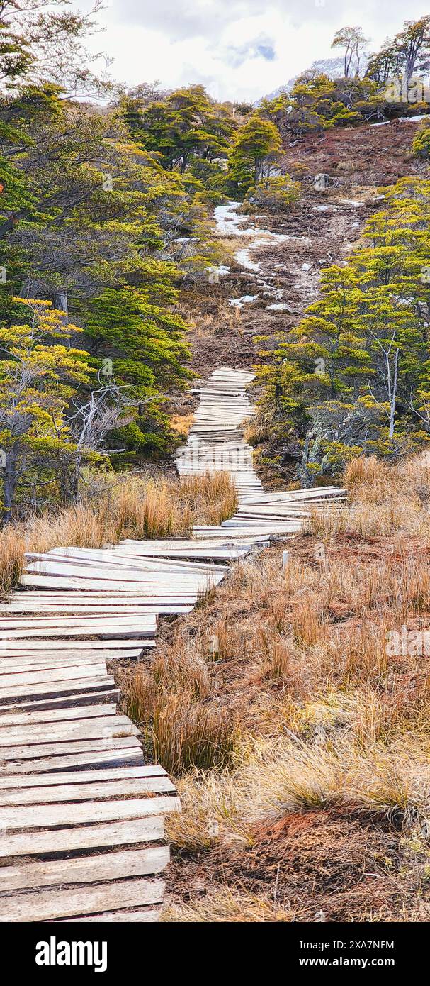 Rustic wooden pathway surrounded hi-res stock photography and images ...